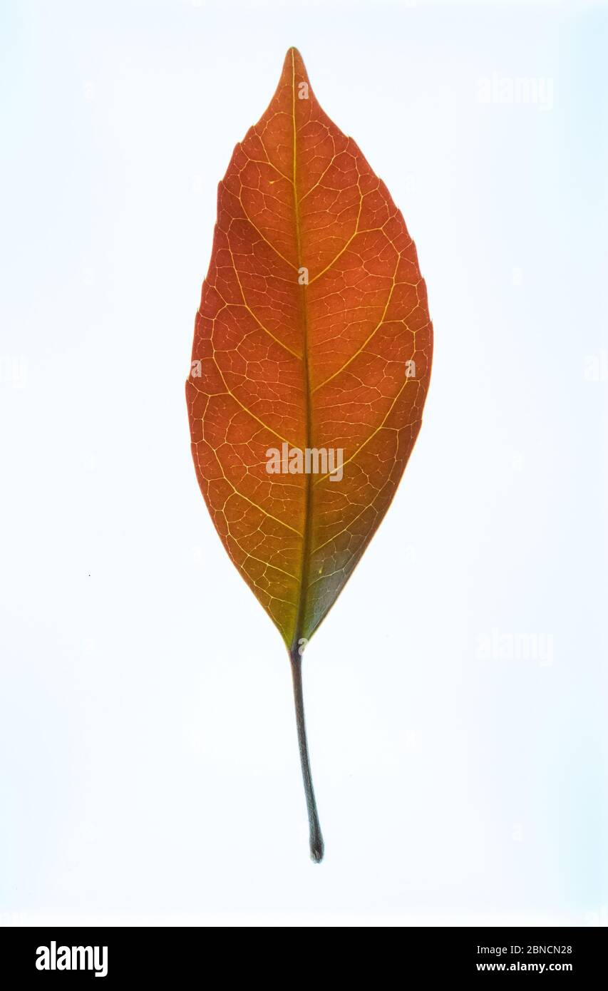 Single leaf isolated on a white background Stock Photo - Alamy
