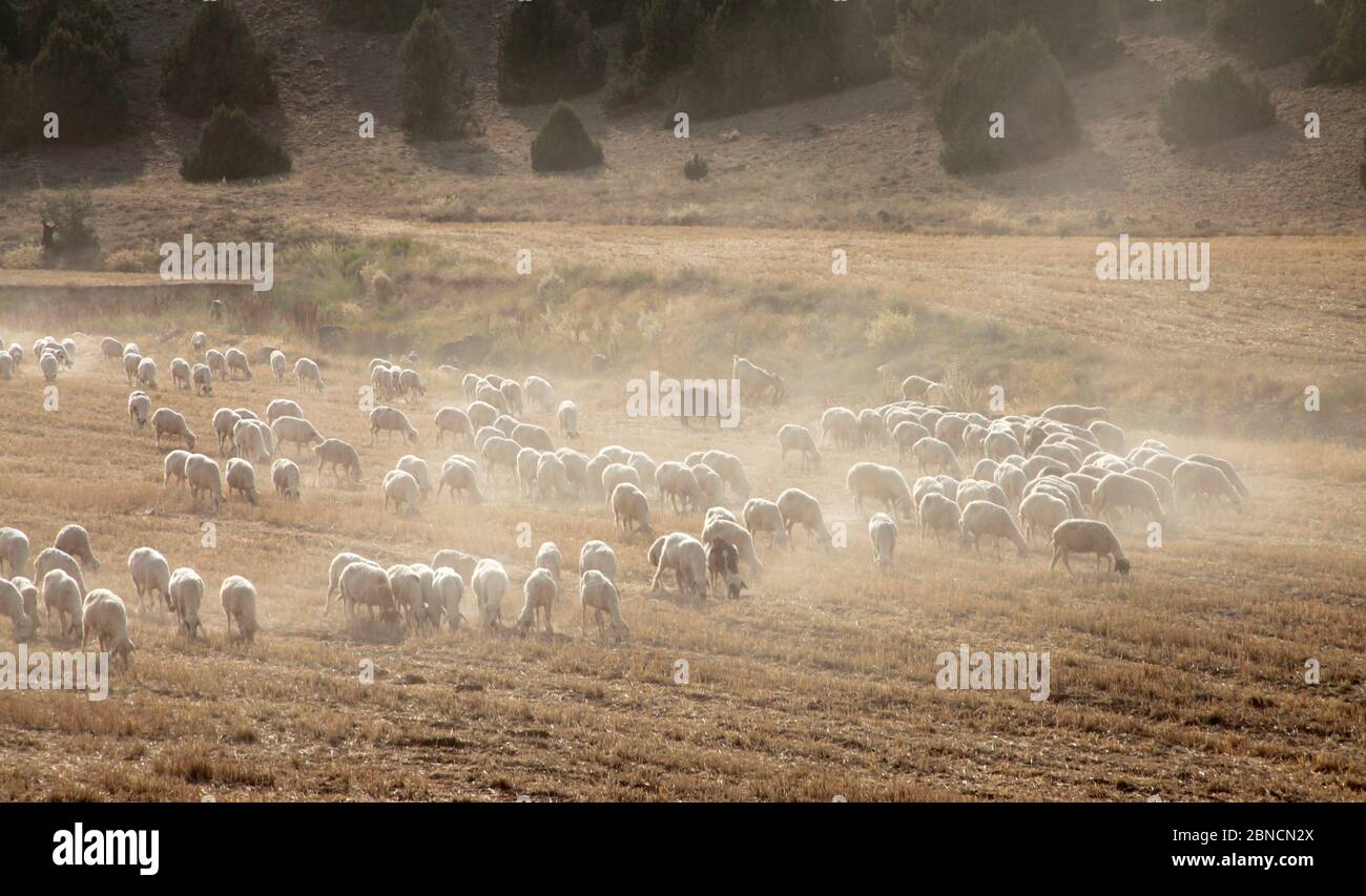 Flock sheep in eastern turkey hi-res stock photography and images - Alamy