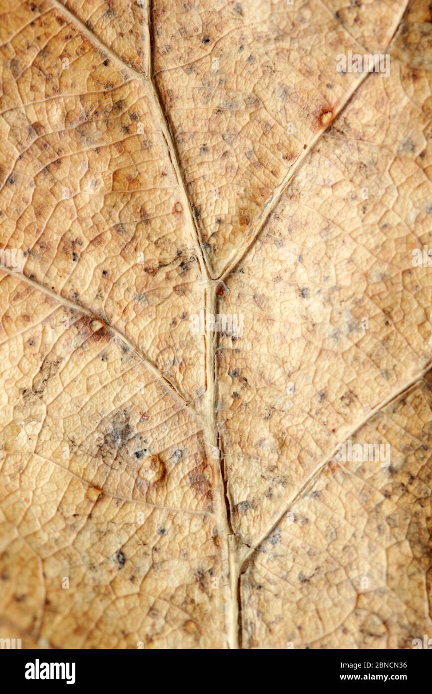 Abstract yellow leaf texture background Stock Photo - Alamy