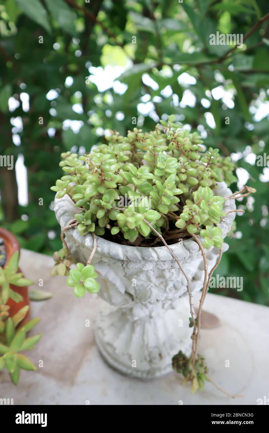 Dischidia nummularia Variegata , dave plant in the vase Stock Photo - Alamy