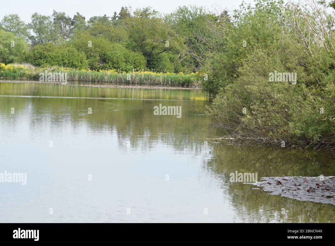 swamp lake in spring Stock Photo - Alamy