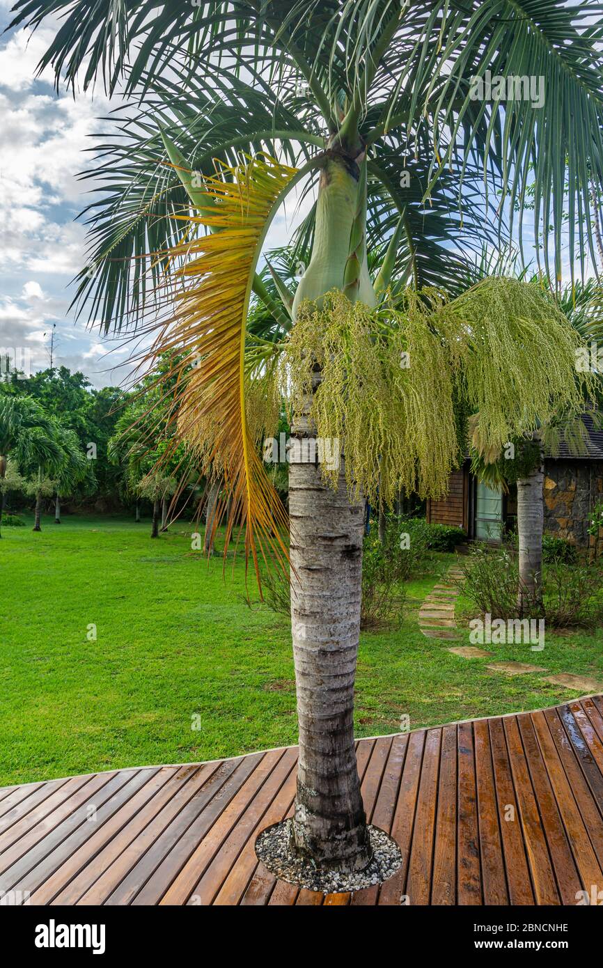 Palm tree in mauritius hi-res stock photography and images - Alamy