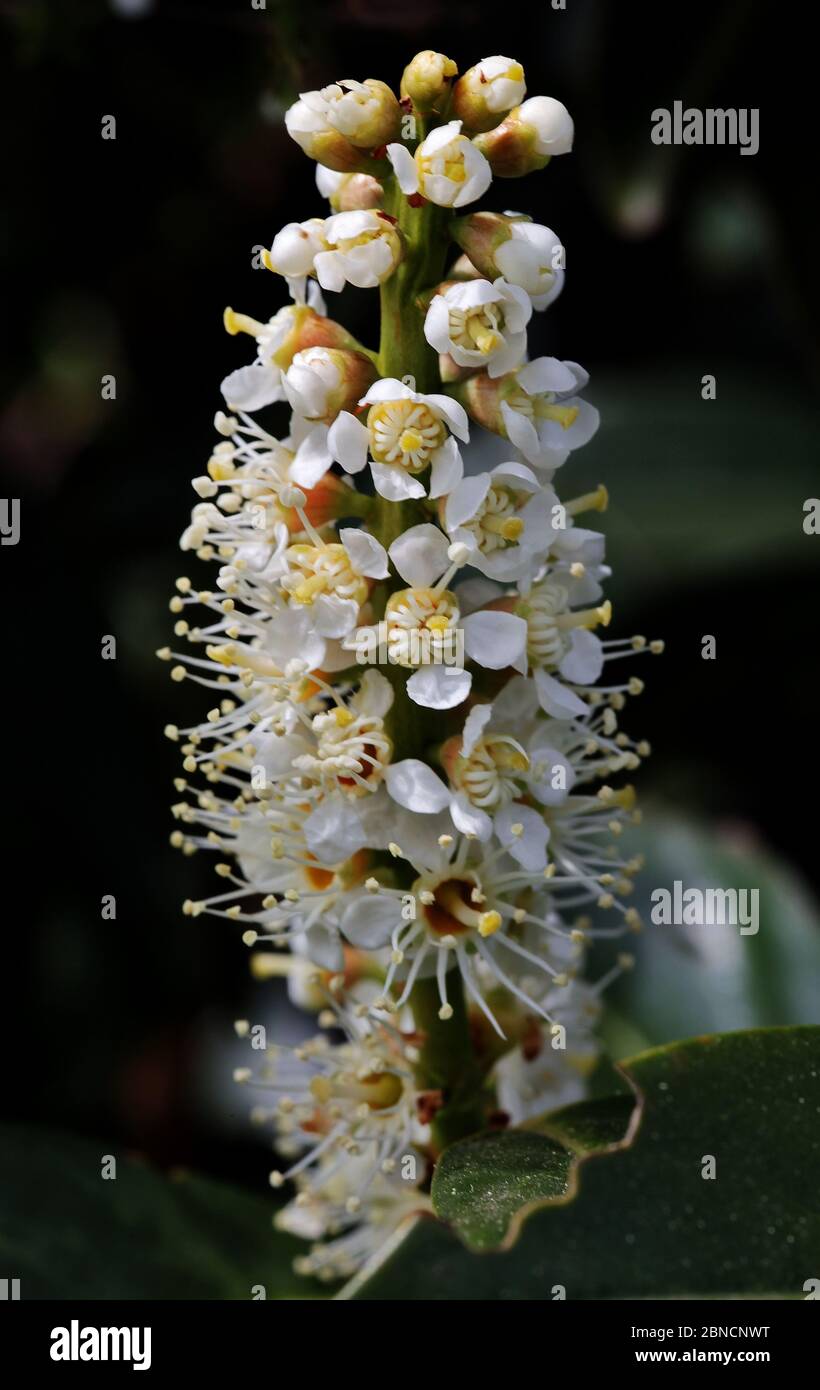 Buddleia white bouquet hi-res stock photography and images - Alamy