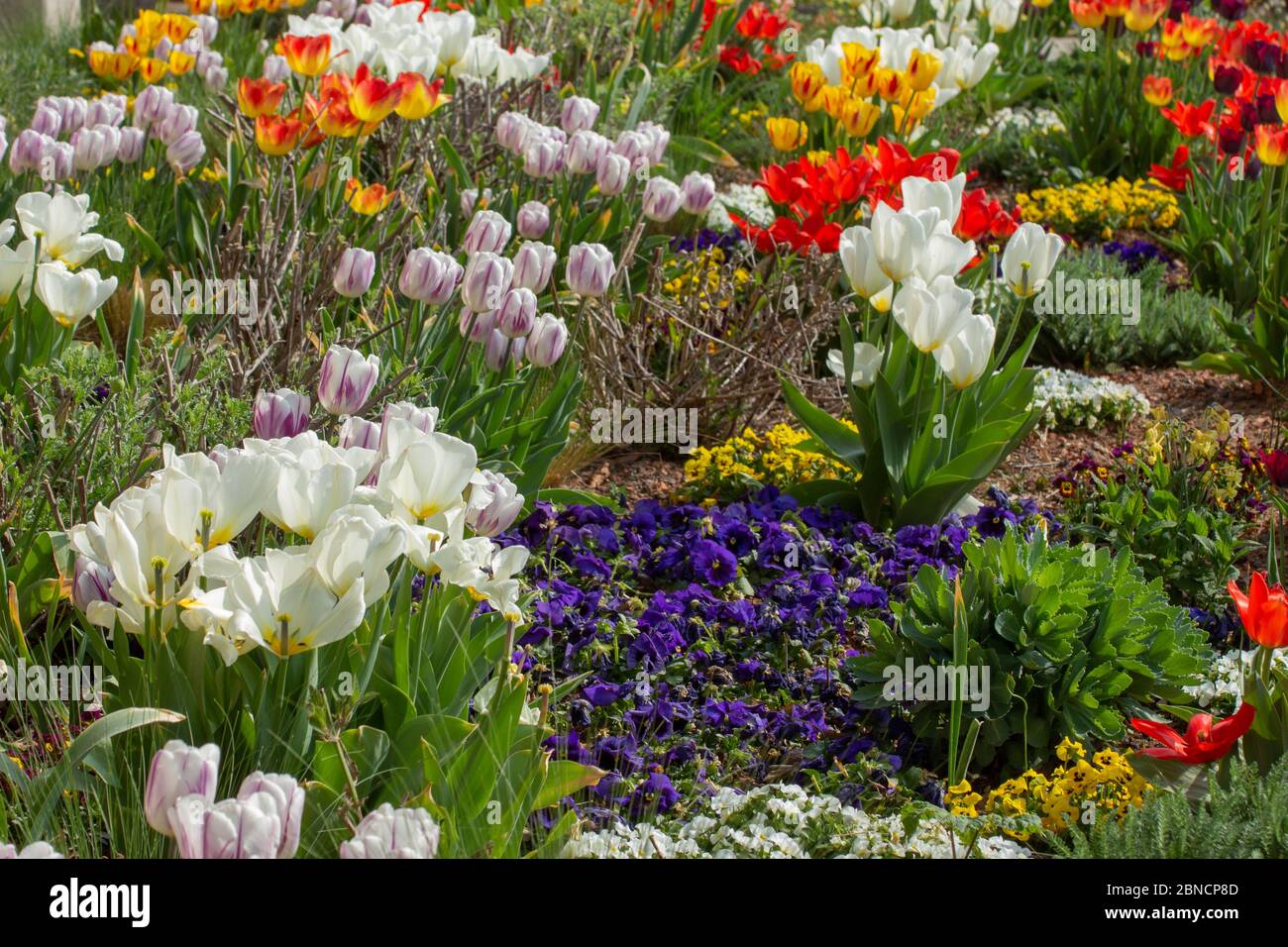Bright colored spring flowers hi-res stock photography and images - Alamy