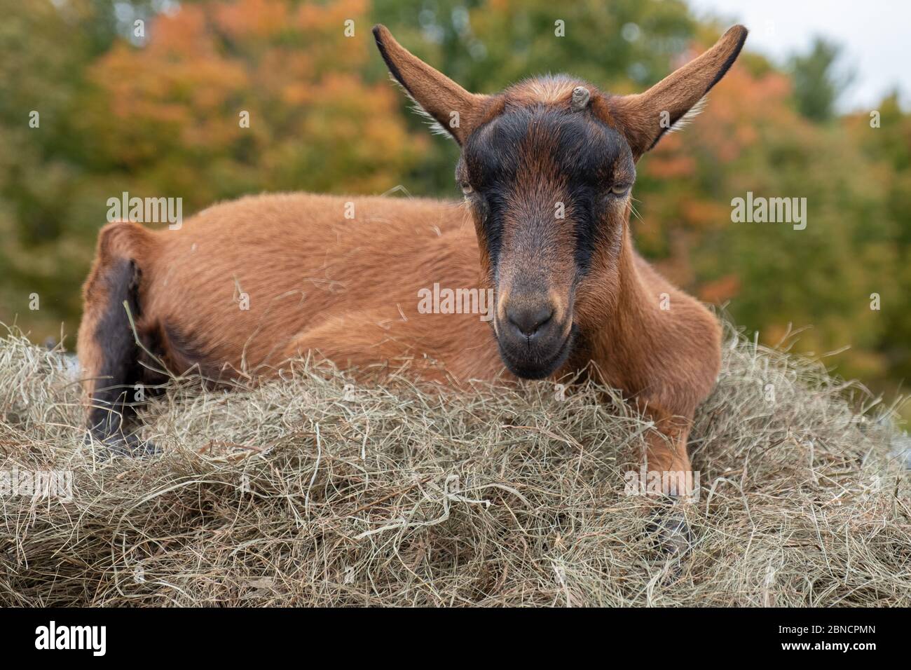 A goat eating hay at a Massachusetts farm Stock Photo - Alamy