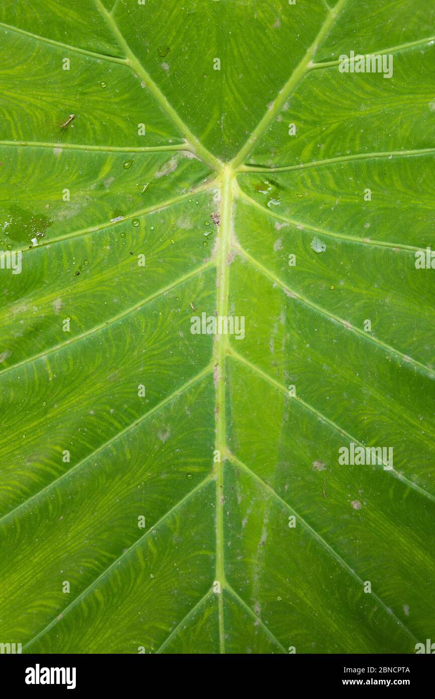 A huge heart-shaped leaf of the species Colocasia esculenta grows on ...