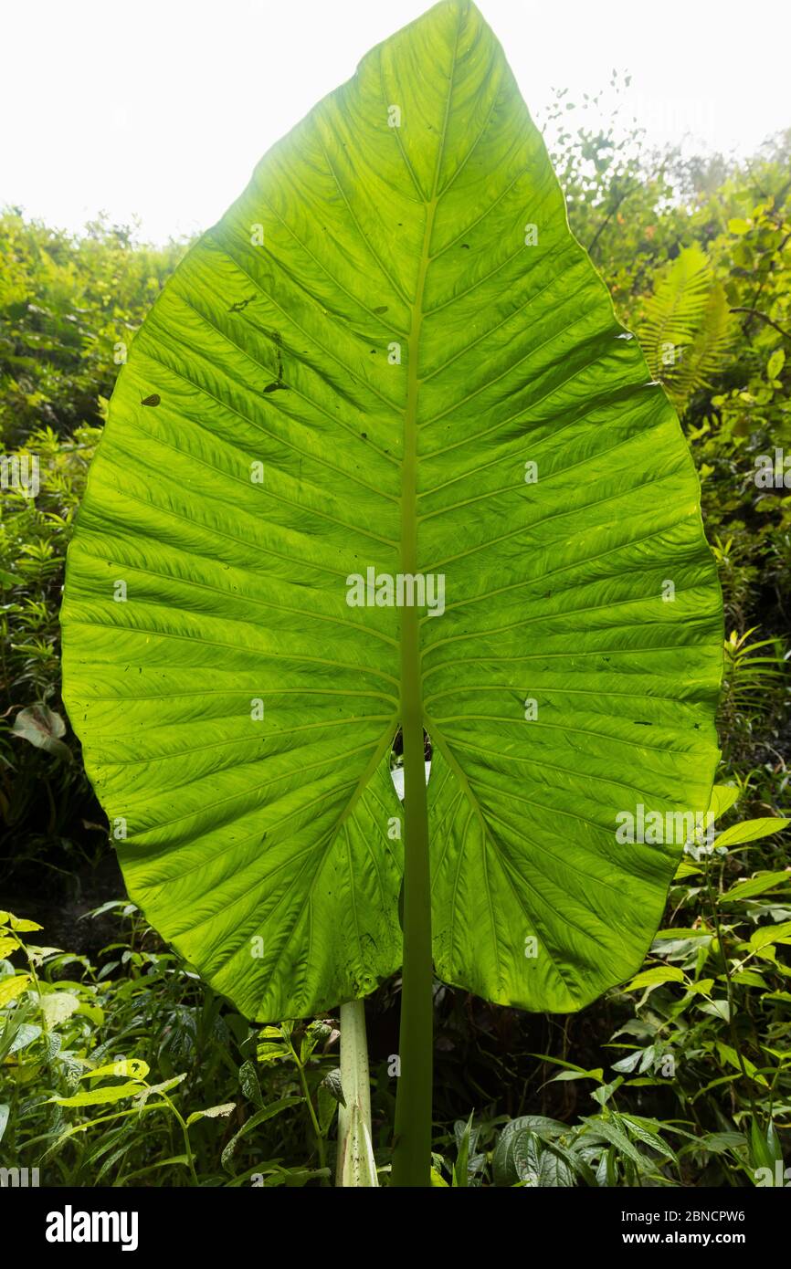 A huge heart-shaped leaf of the species Colocasia esculenta grows on ...