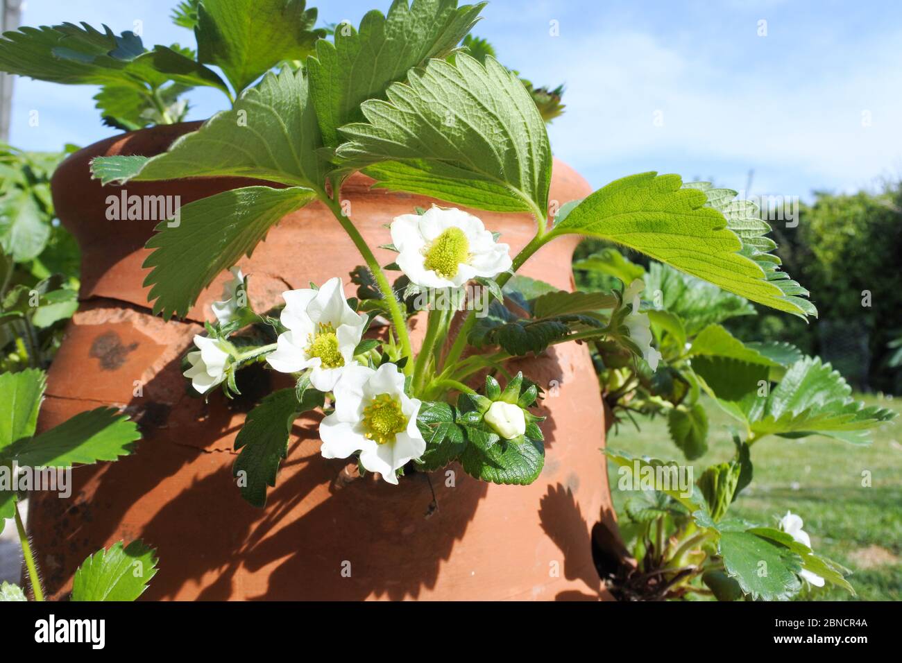 Terracotta strawberry pot hi-res stock photography and images - Alamy