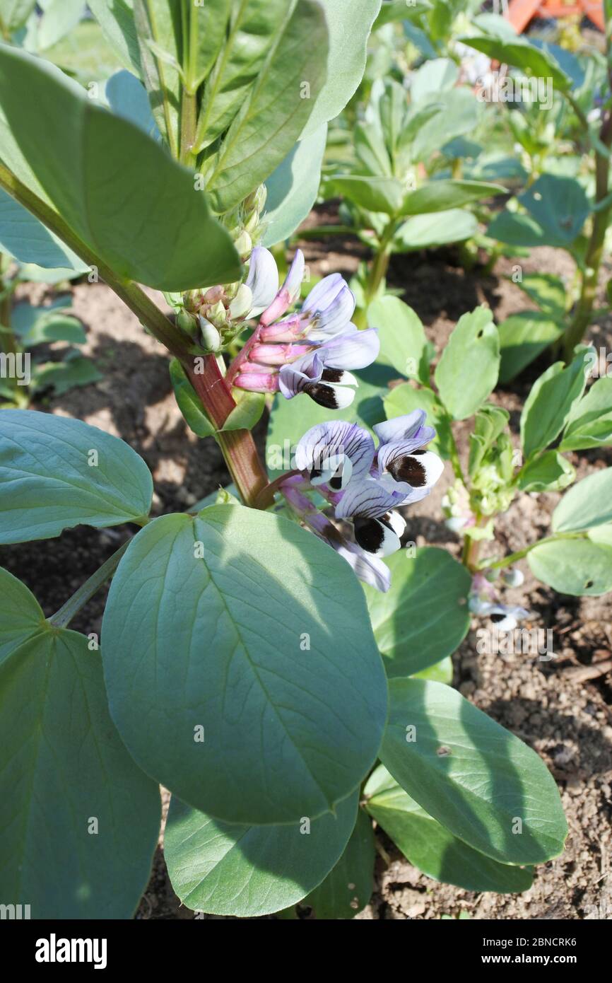 Broad beans plant hi-res stock photography and images - Alamy