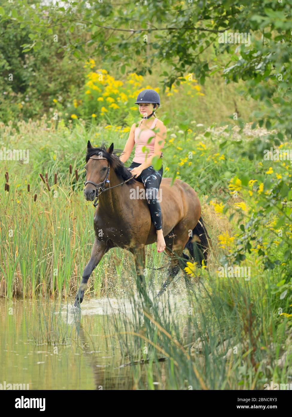 Pony at water hi-res stock photography and images - Alamy