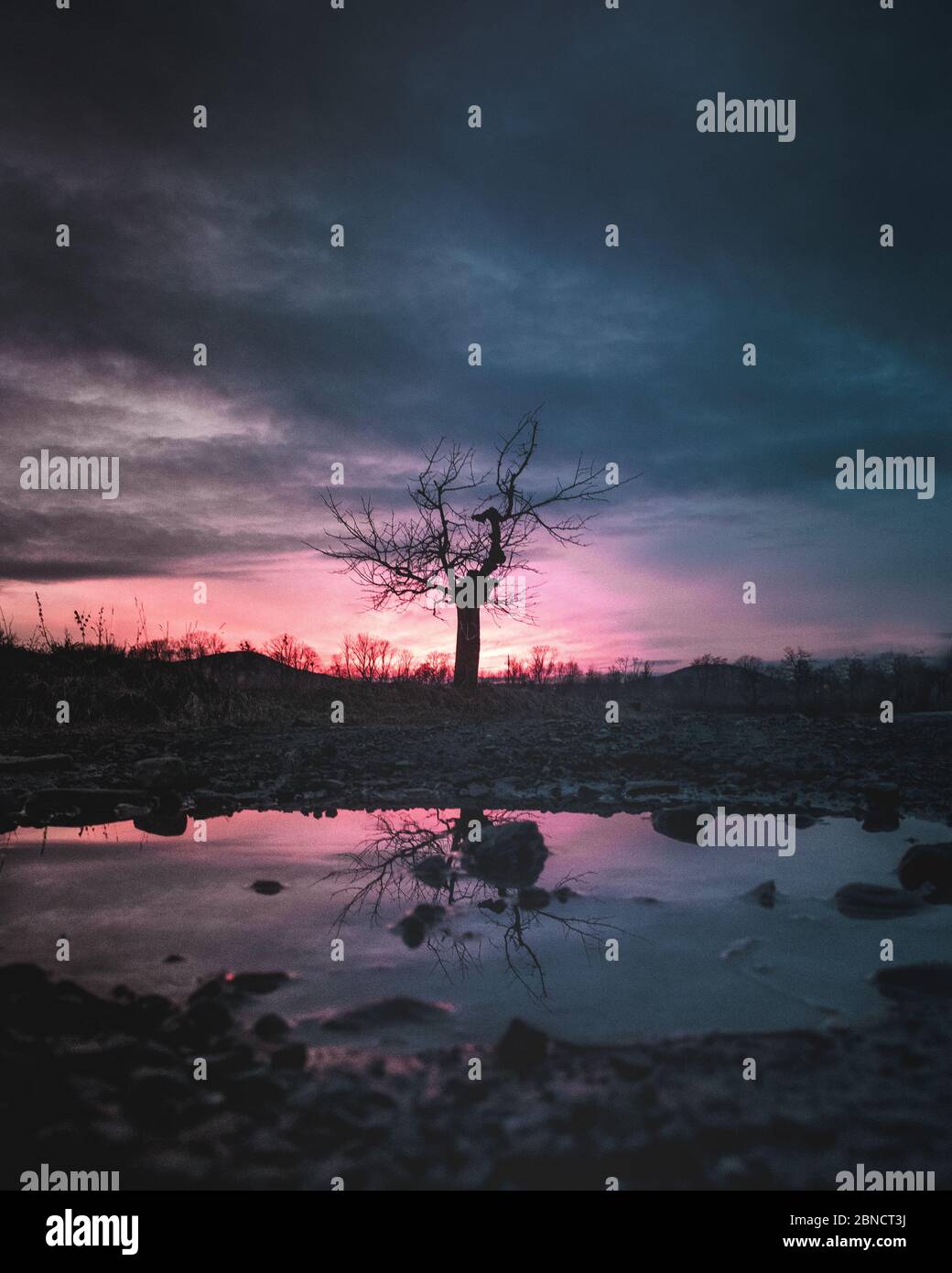 Tree in sunset Stock Photo - Alamy