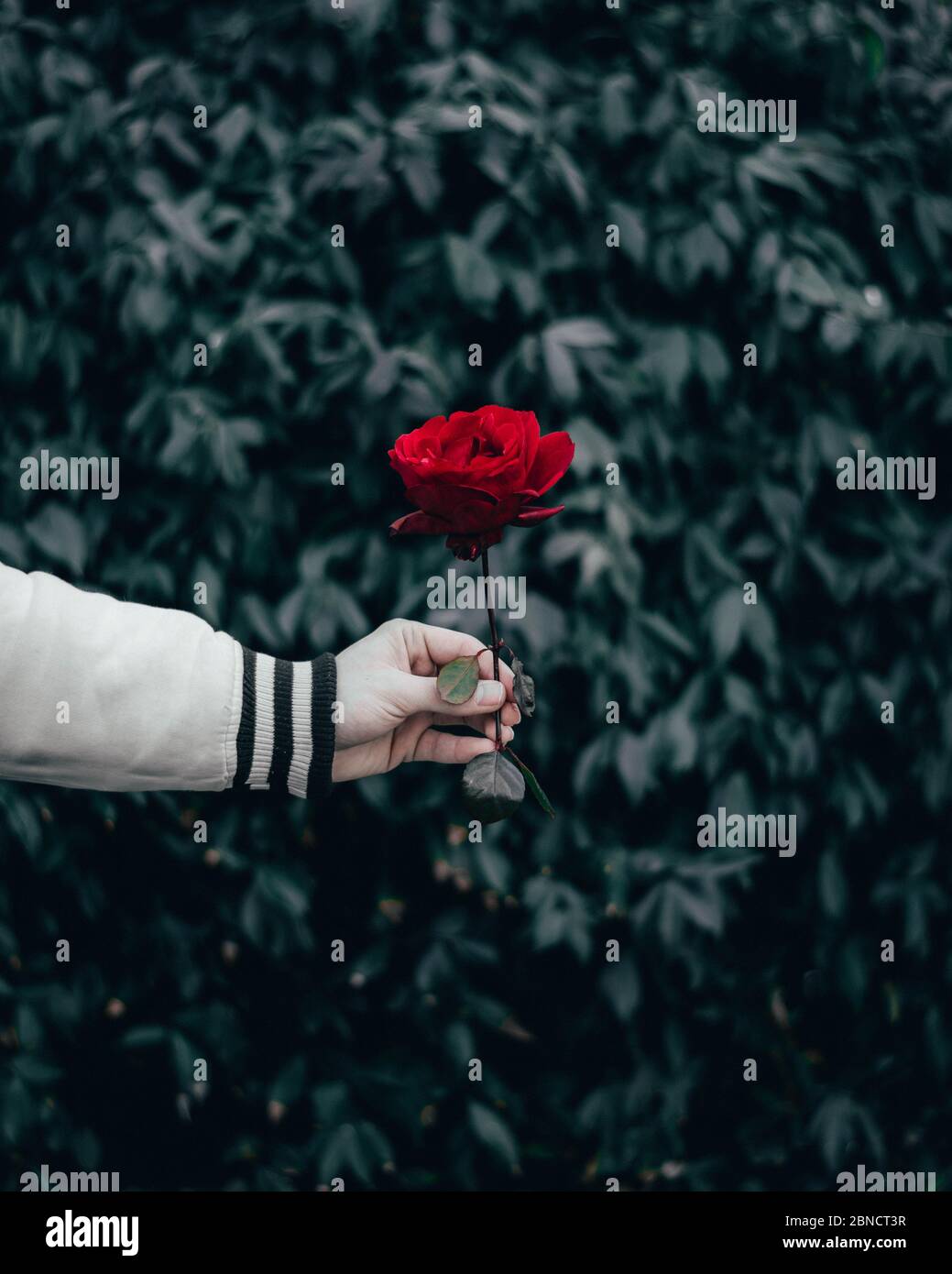 Hand holding rose Stock Photo - Alamy