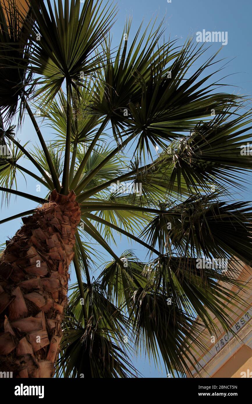 Beautiful palm tree in Tuscany And Elba in Italy Stock Photo - Alamy