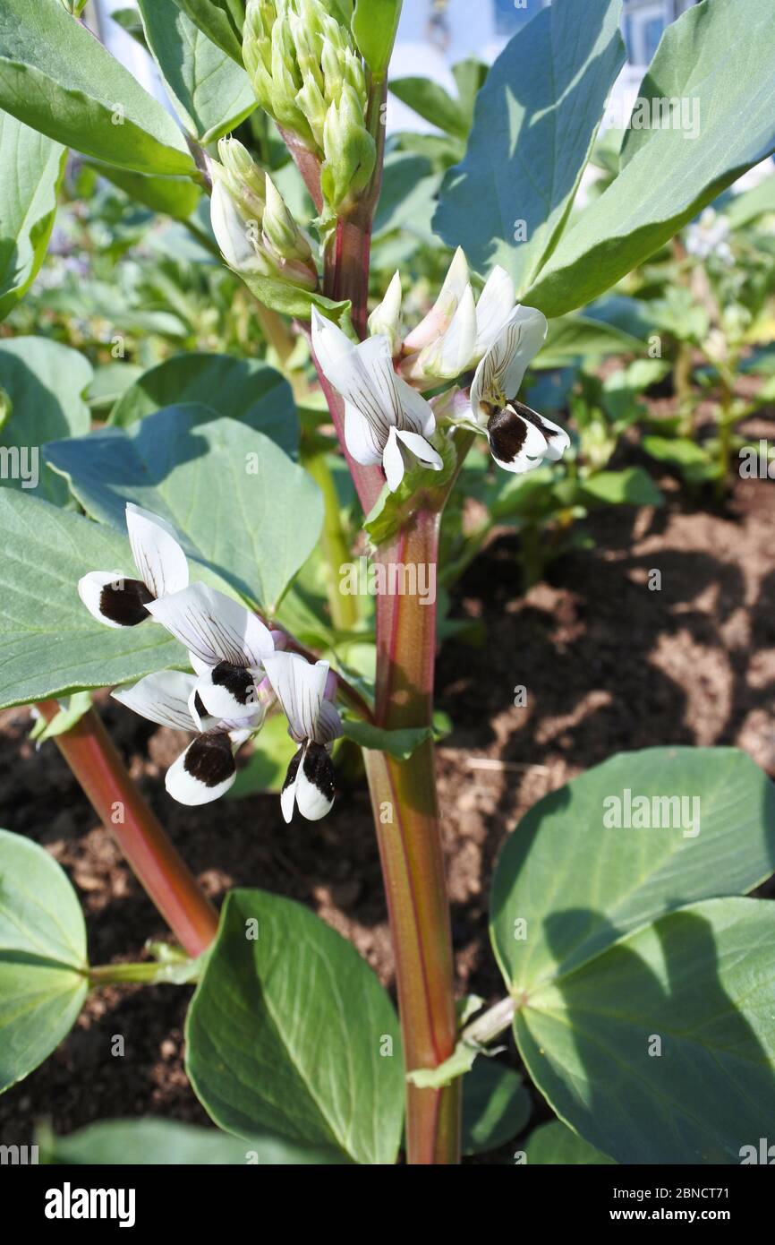 Flowering beans hi-res stock photography and images - Alamy