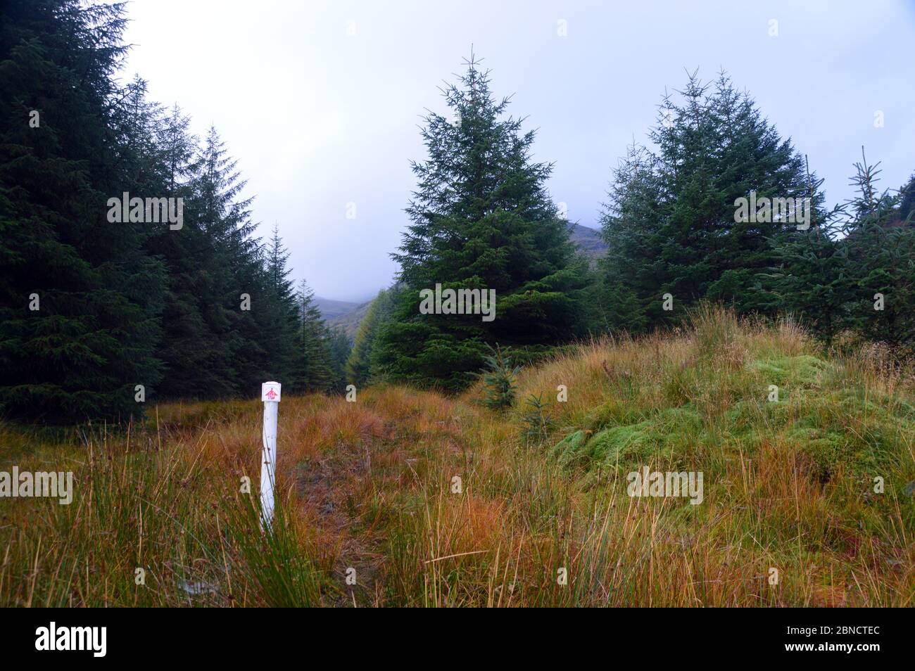 Signpost for the Cowel Way in the Lettermay Forest on route to the ...