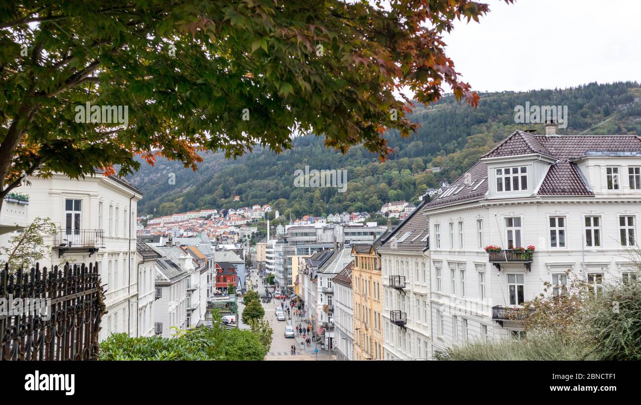 Sightseeing streets of Bergen, Norway. Big autumn tree with green and ...