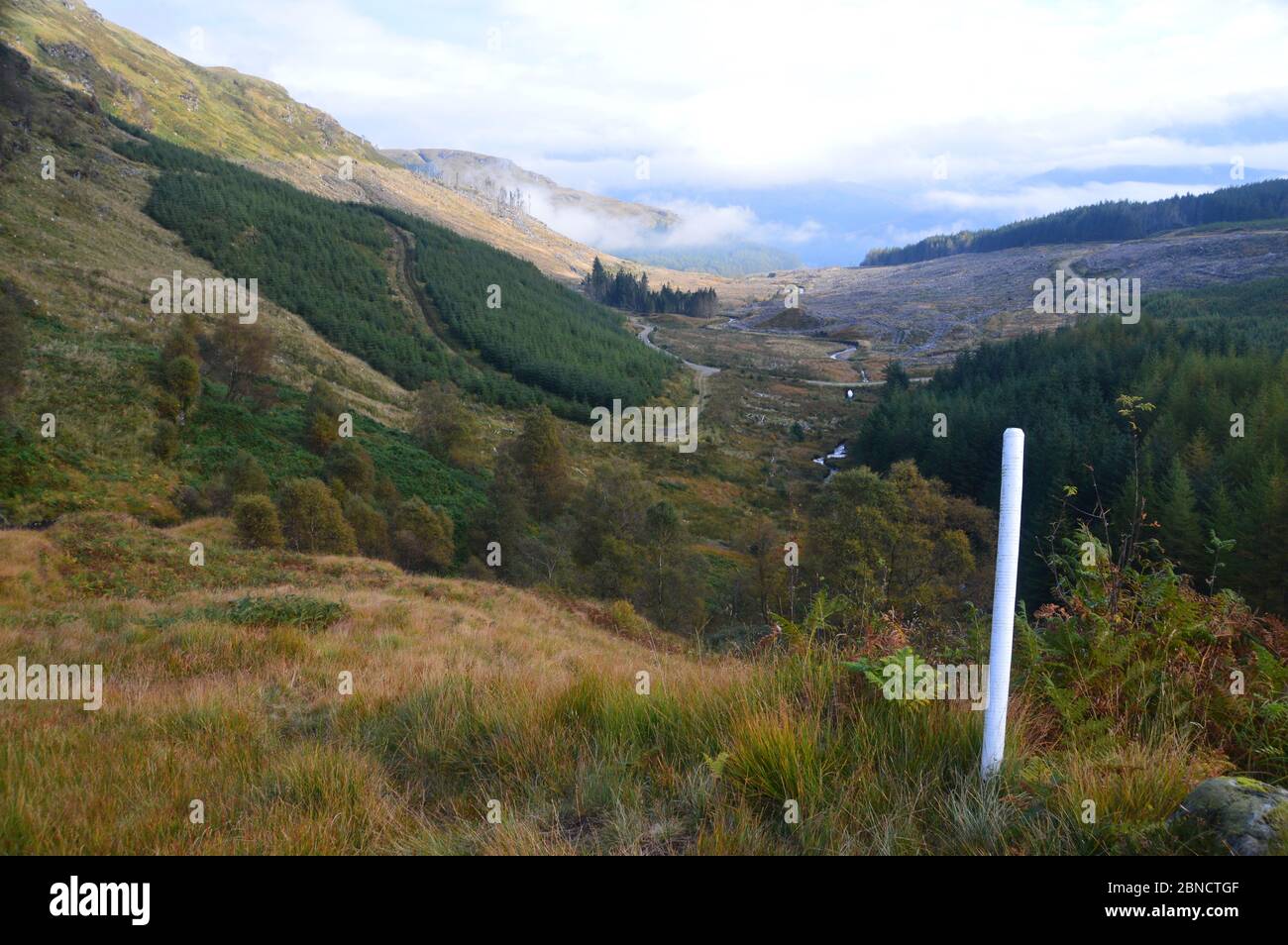 Signpost for the Cowel Way in the Lettermay Forest on route to the ...