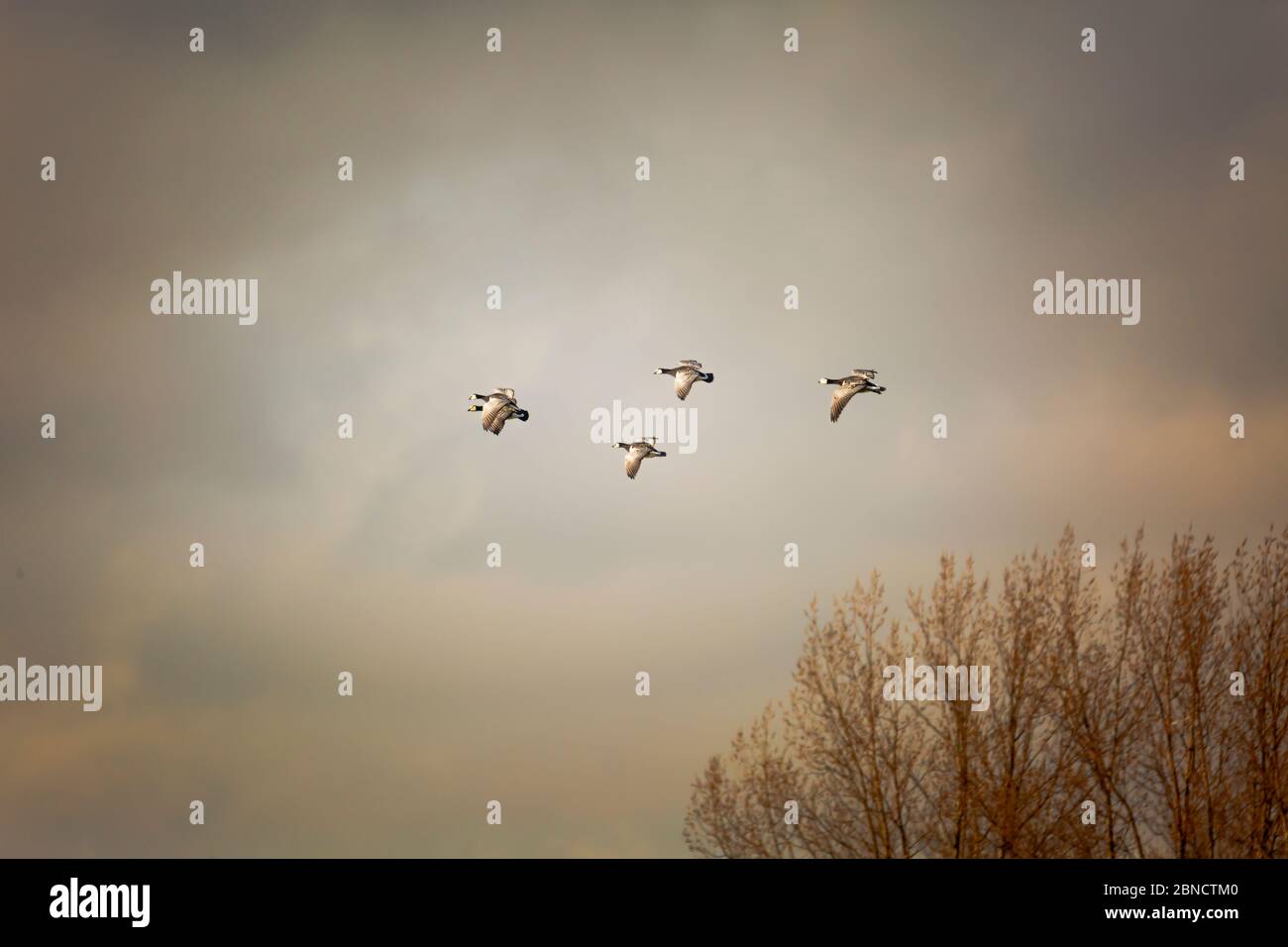 Five geese fly to their sleeping places Stock Photo - Alamy