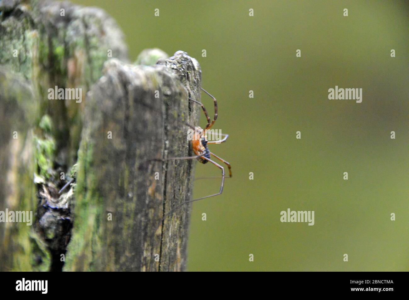 Harvest spider hi-res stock photography and images - Alamy