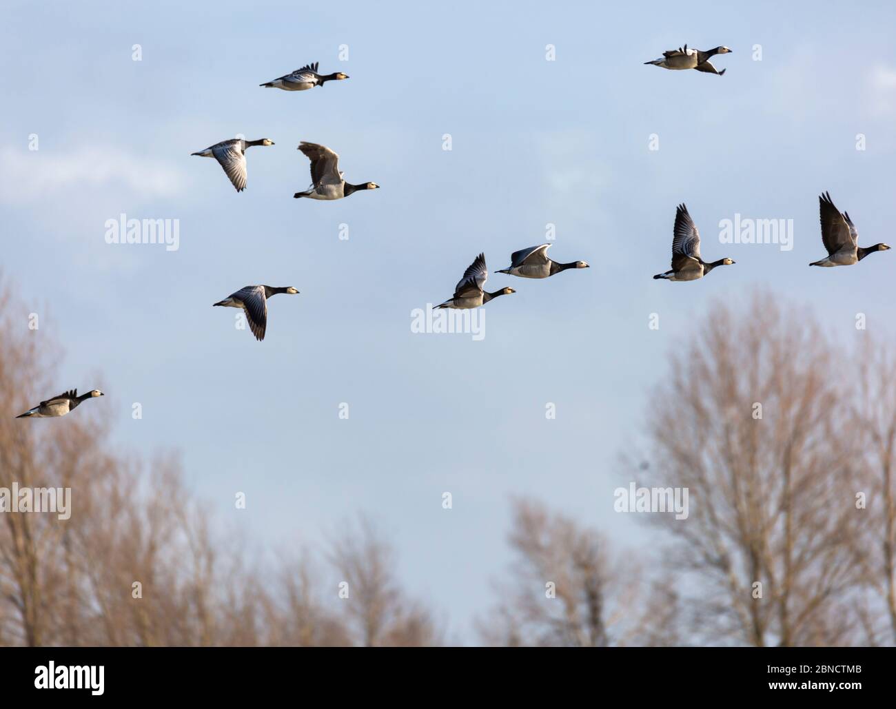 Goose animals hi-res stock photography and images - Alamy