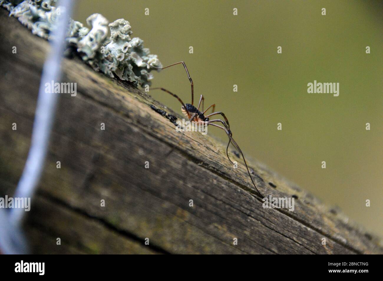Harvest spider hi-res stock photography and images - Alamy