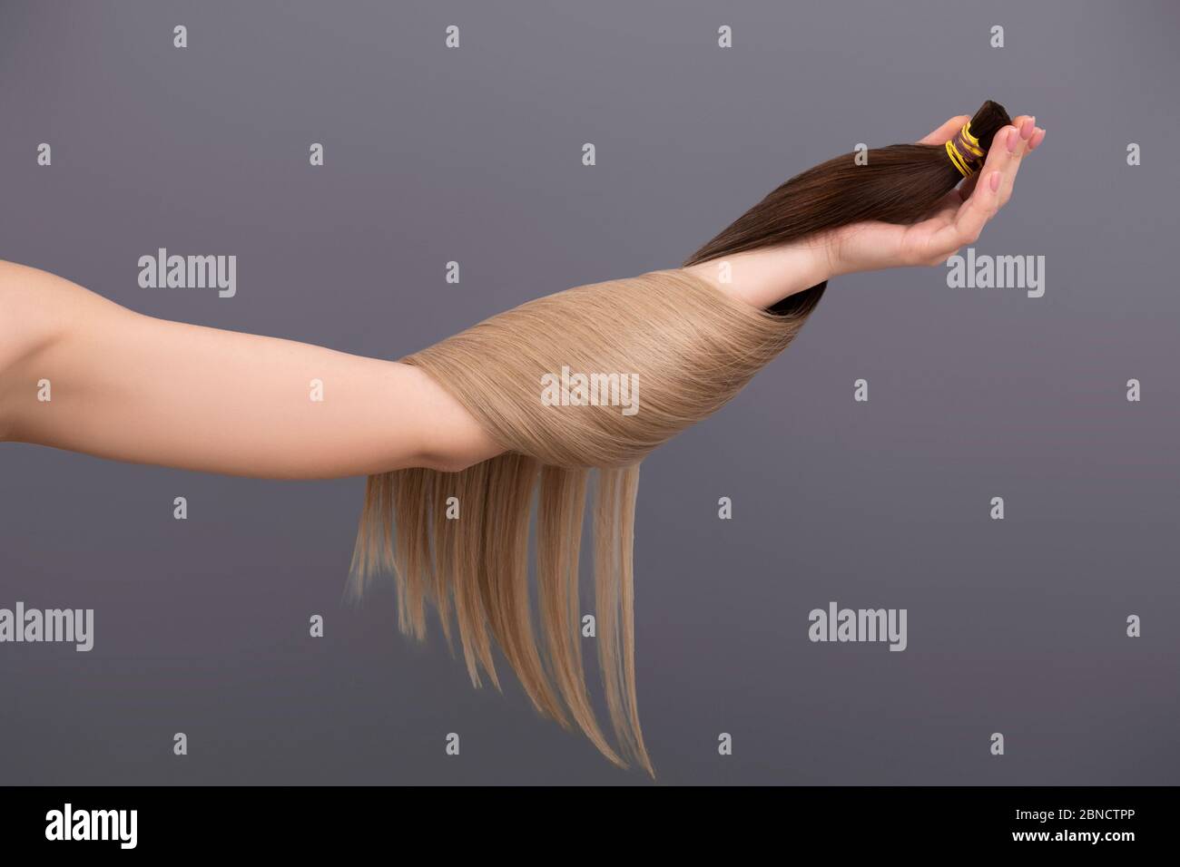 sample of dyed hair. hair cut for extension wrapped around the hand on ...