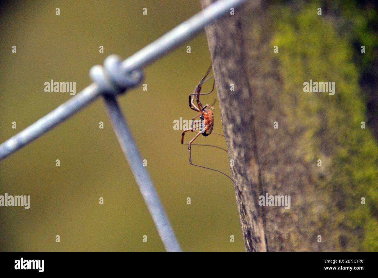 Harvest spider hi-res stock photography and images - Alamy