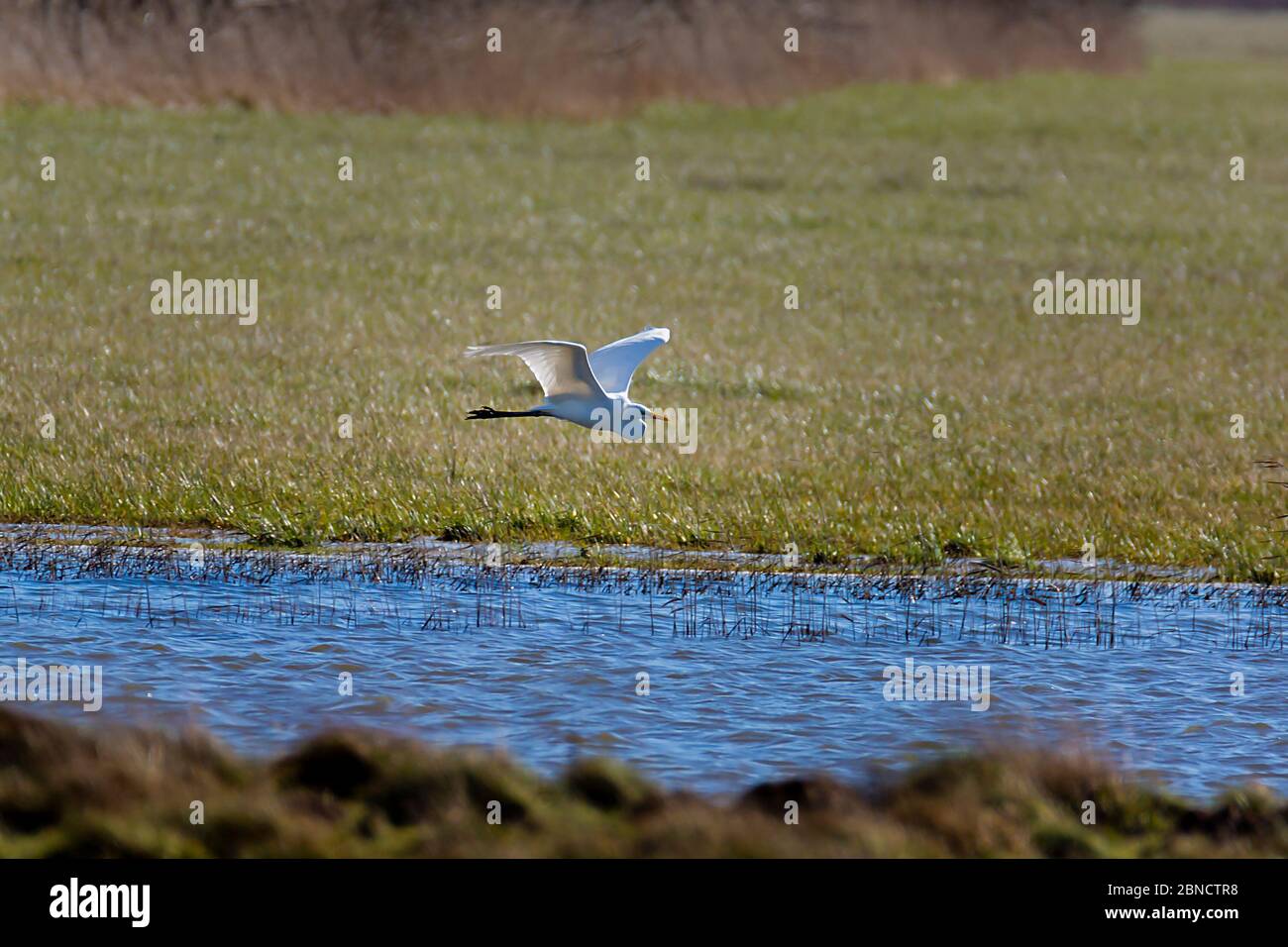 Flying bird with ground animals hi-res stock photography and images - Alamy