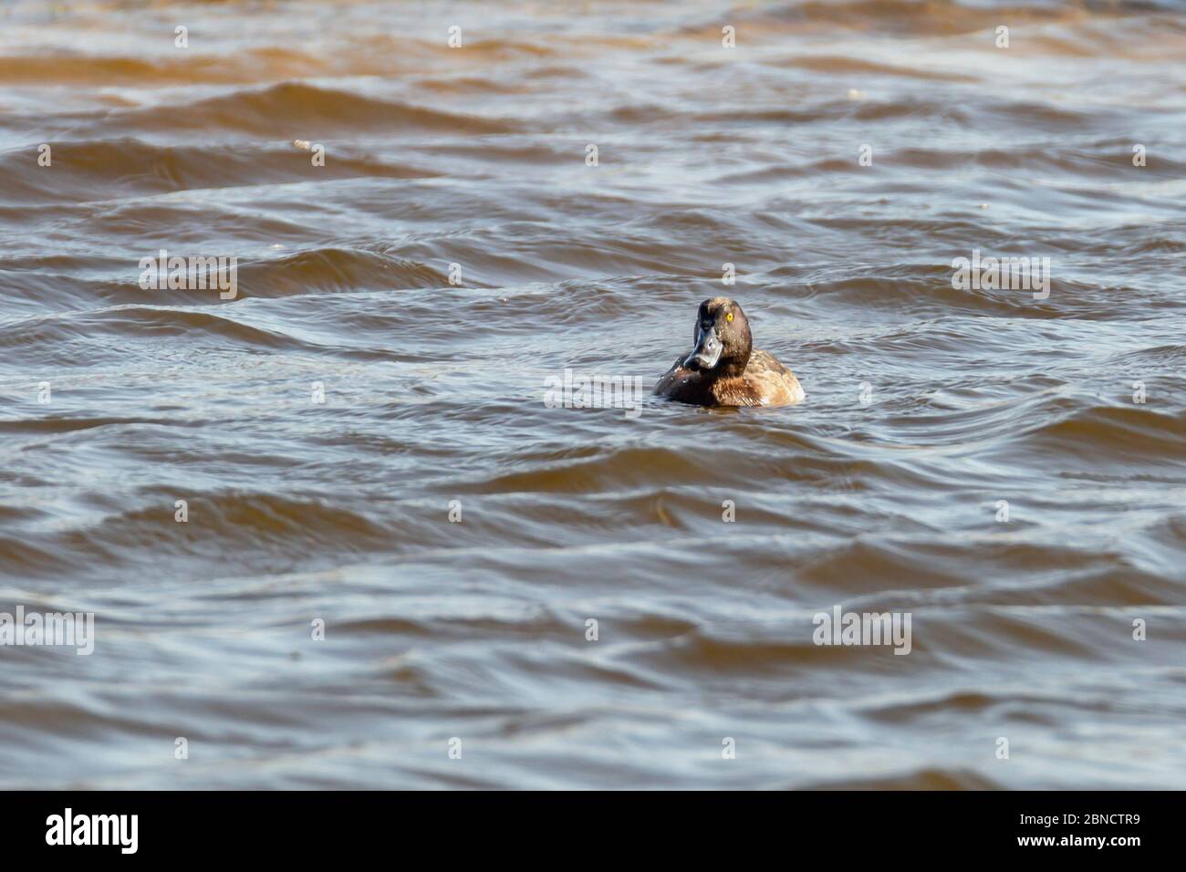 Duck swimming in sea animal wildlife hi-res stock photography and ...