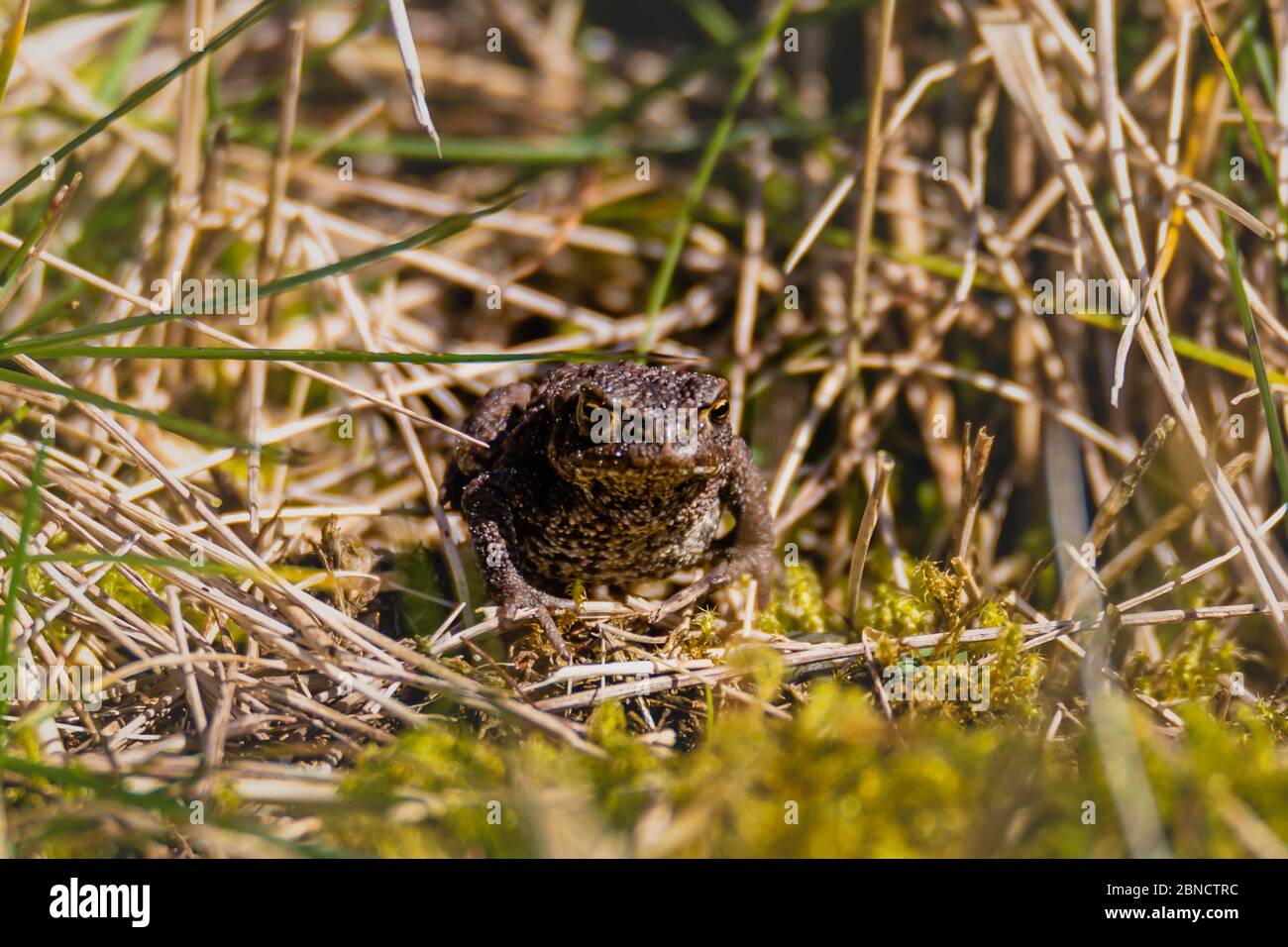 Toad in a field hi-res stock photography and images - Alamy