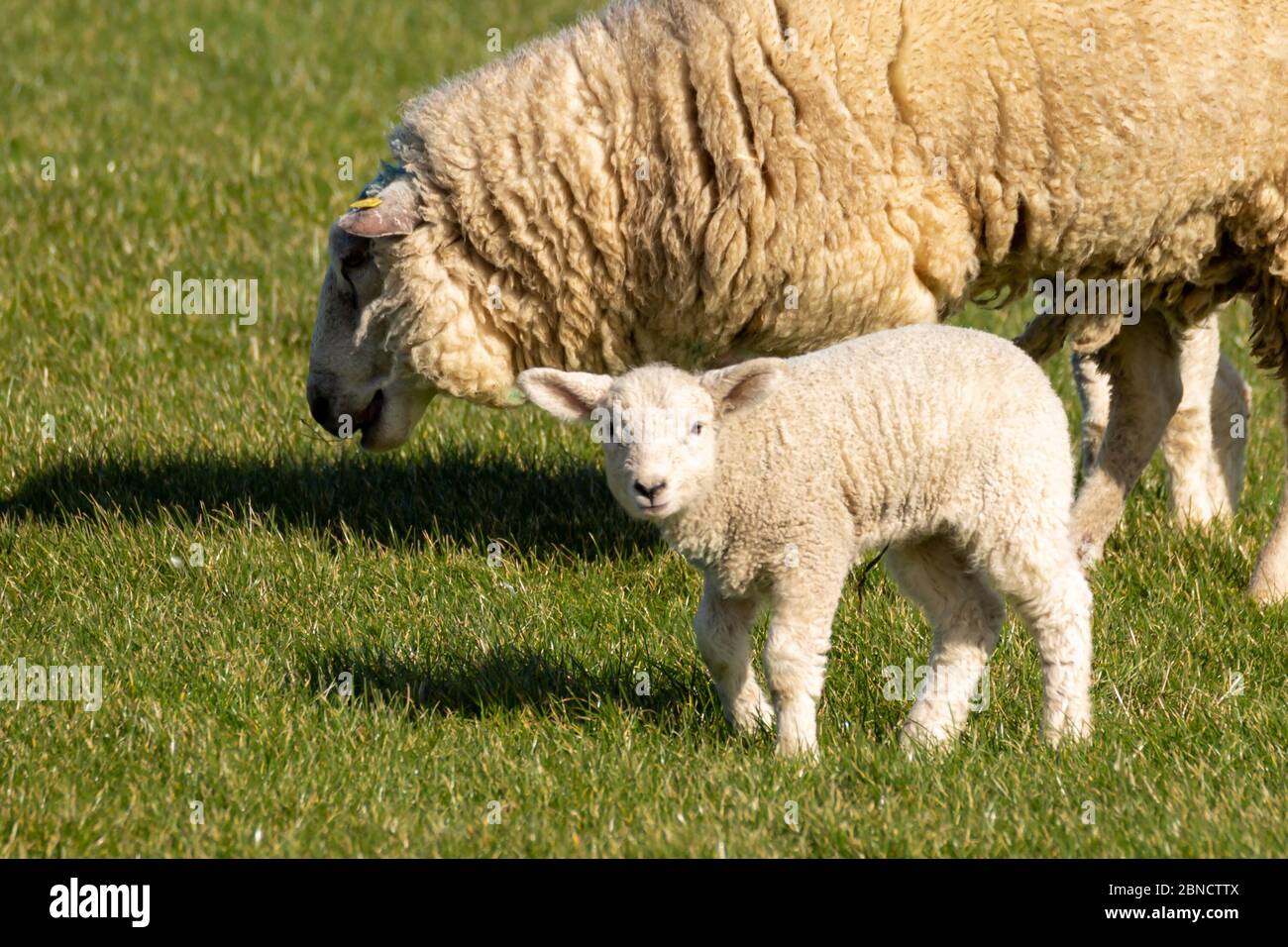 The lamb looks directly into the camera Stock Photo - Alamy