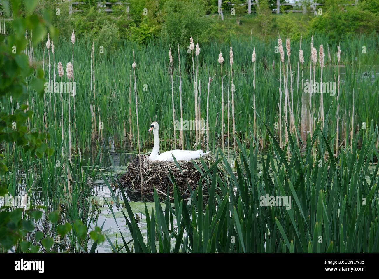 Swan sitting in his nest in Derby Stock Photo - Alamy
