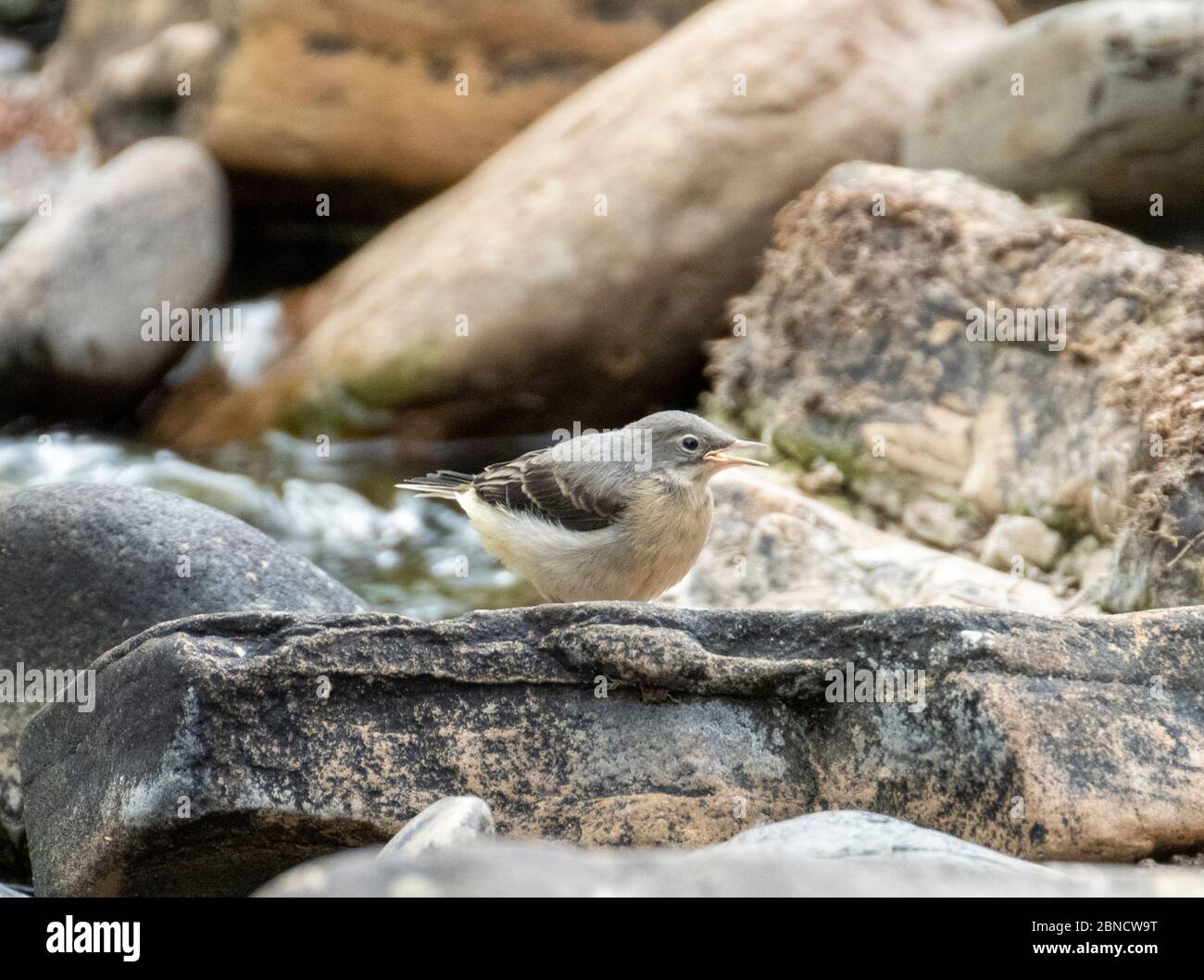 Grey wagtail uk hi-res stock photography and images - Alamy