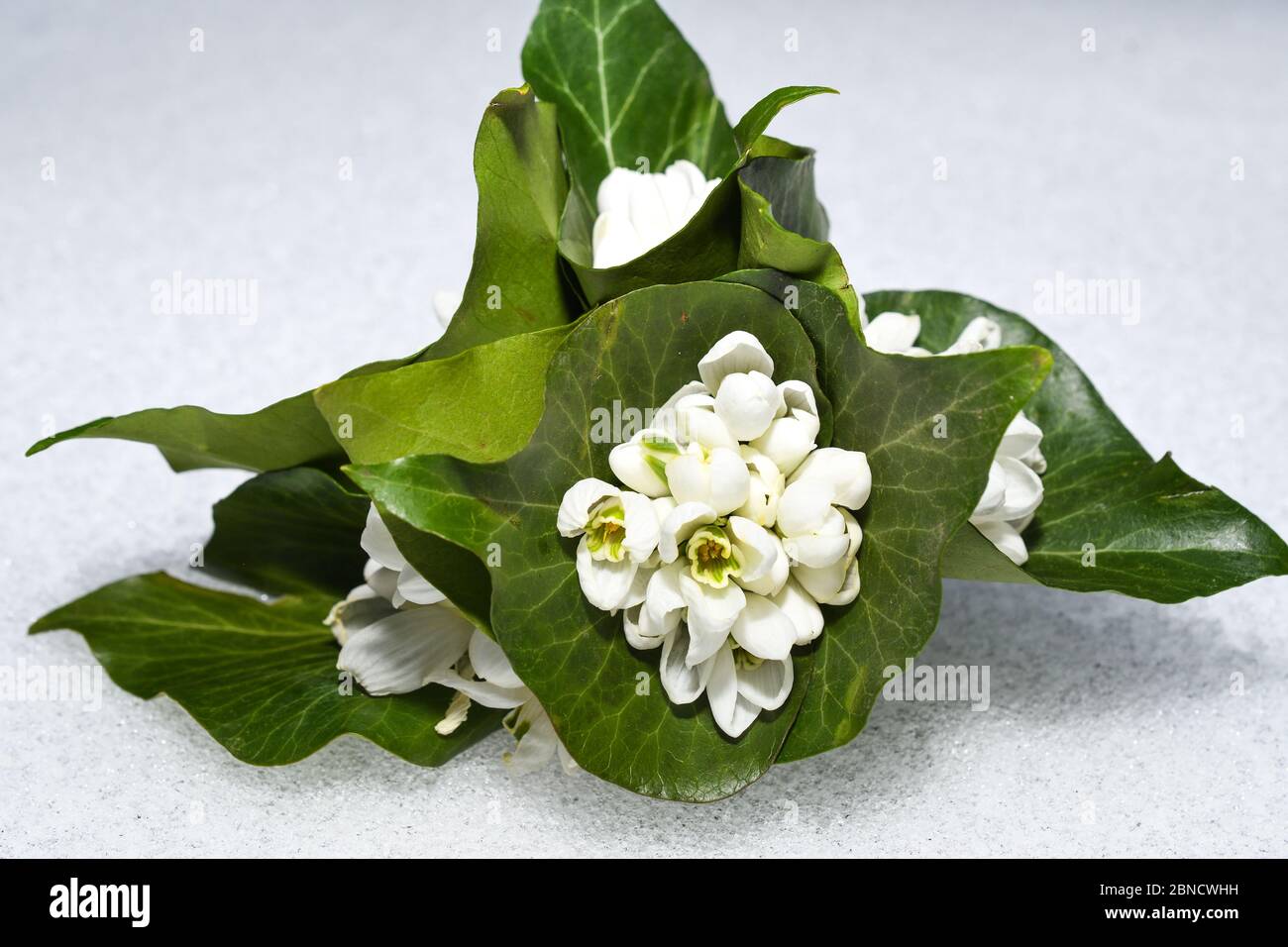 Snowdrops bouquet in the snow, simple spring concept. V-day, Valentine ...