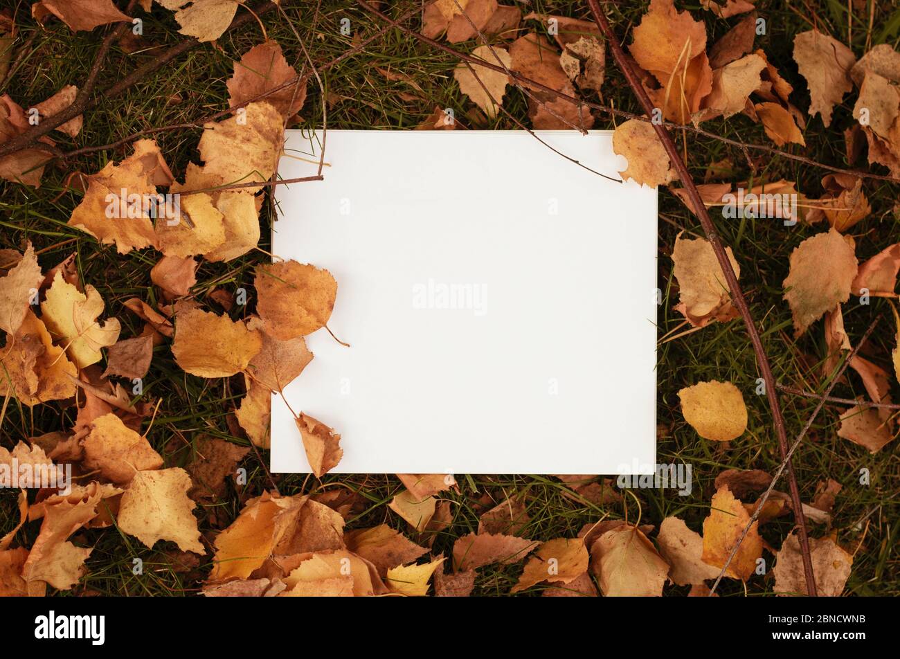Blank white paper on the dried leaves Stock Photo - Alamy