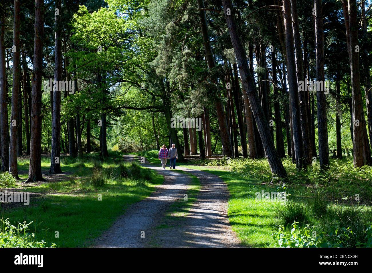 Strensall common hi-res stock photography and images - Alamy