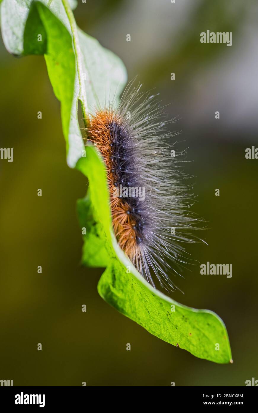 Garden Tiger moth - Arctia caja, beautiful colored moth from European ...