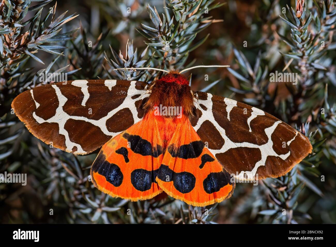 Garden Tiger moth - Arctia caja, beautiful colored moth from European ...