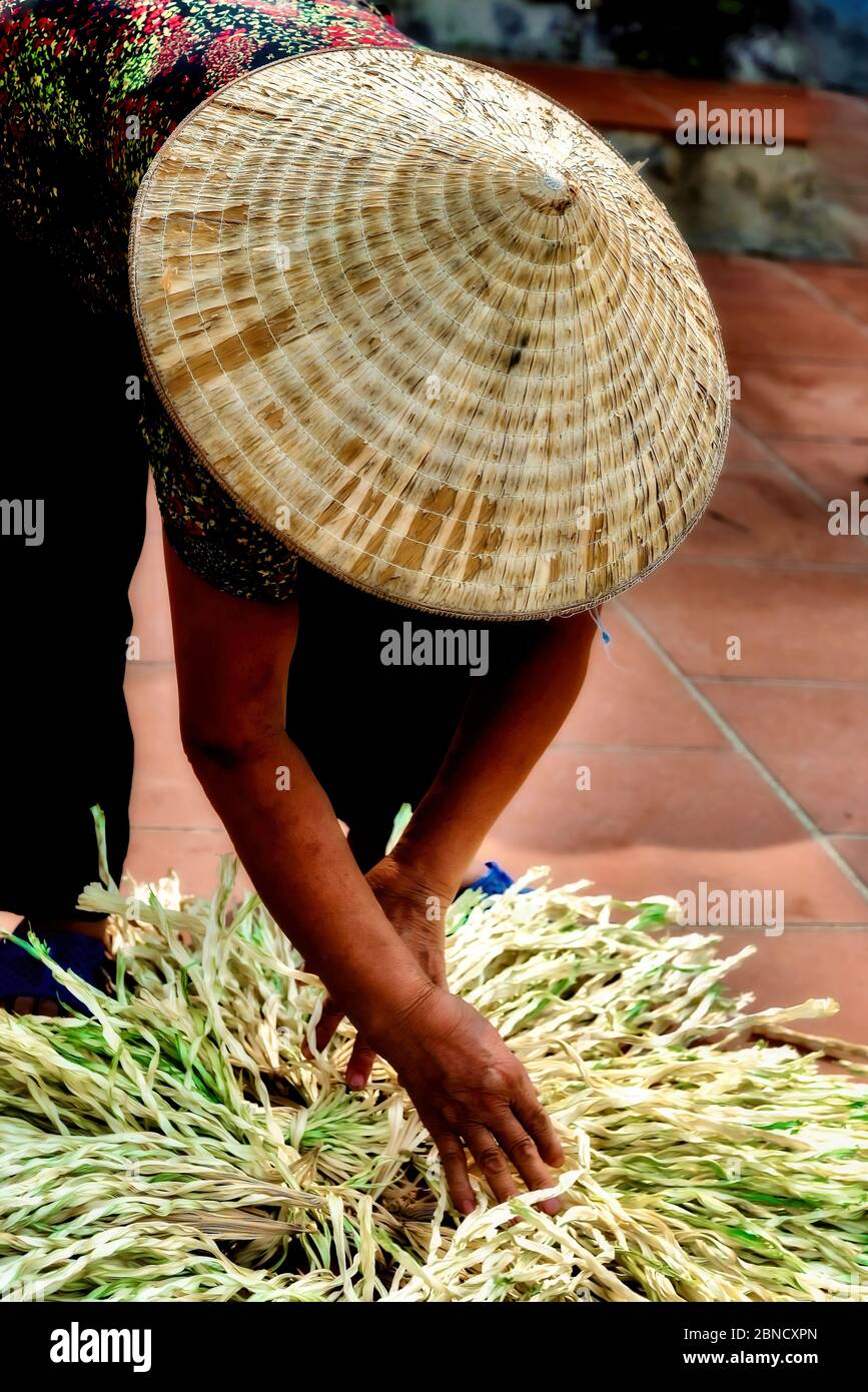 Vertical shot of a person collecting and sorting the crop Stock Photo ...