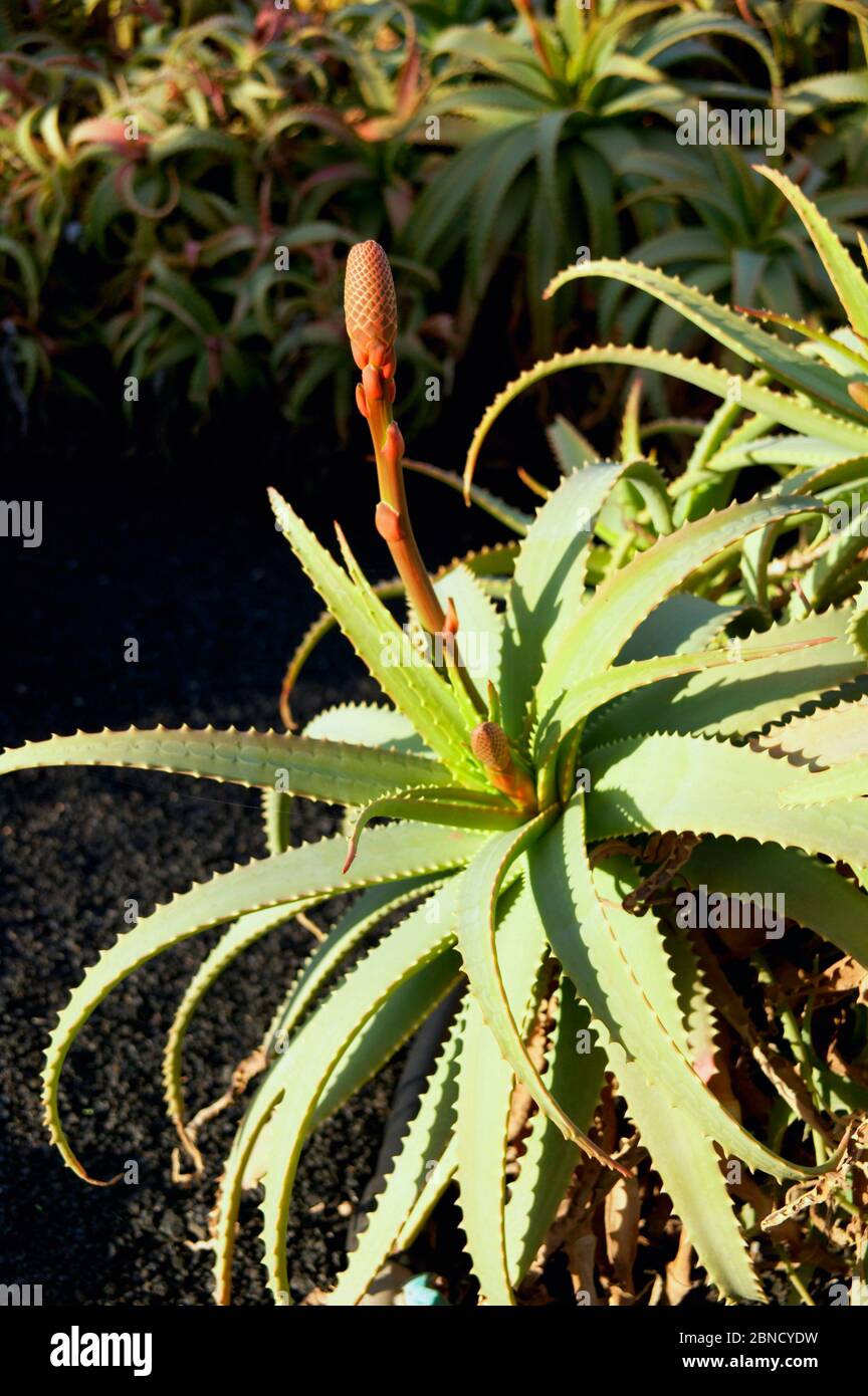 Blooming Aloe Vera (Aloe barbadensis), medicinal plants Stock Photo - Alamy