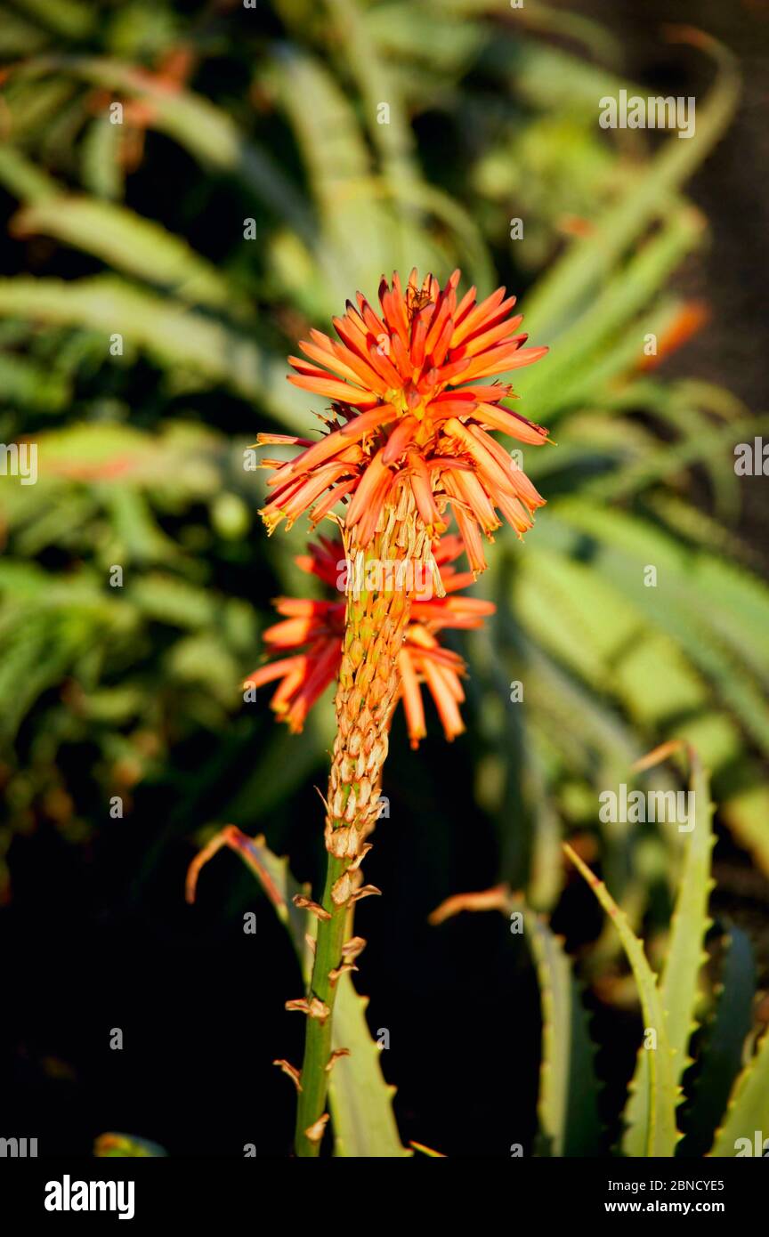 Blooming Aloe Vera (Aloe barbadensis), medicinal plants Stock Photo - Alamy