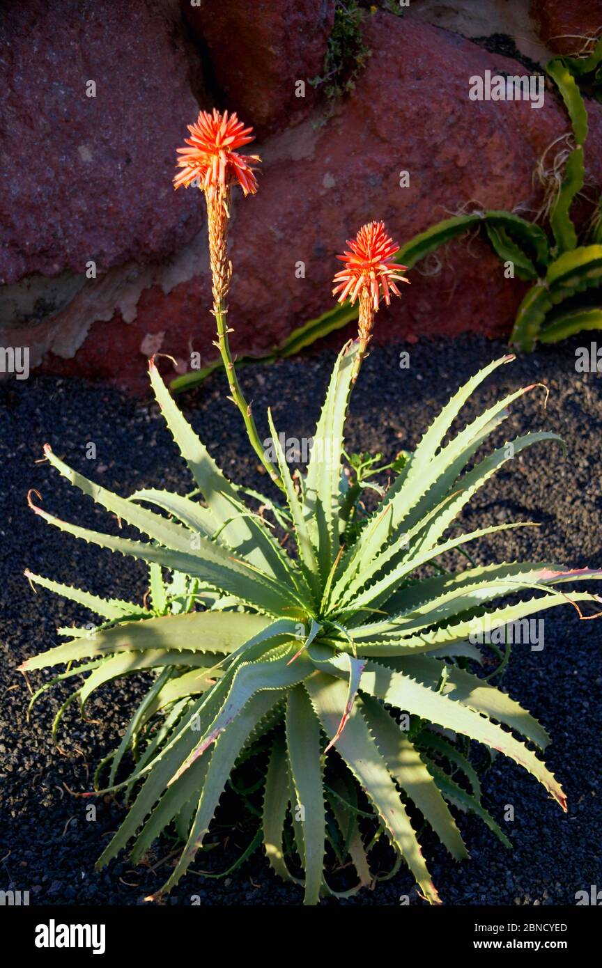 Blooming Aloe Vera (Aloe barbadensis), medicinal plants Stock Photo - Alamy