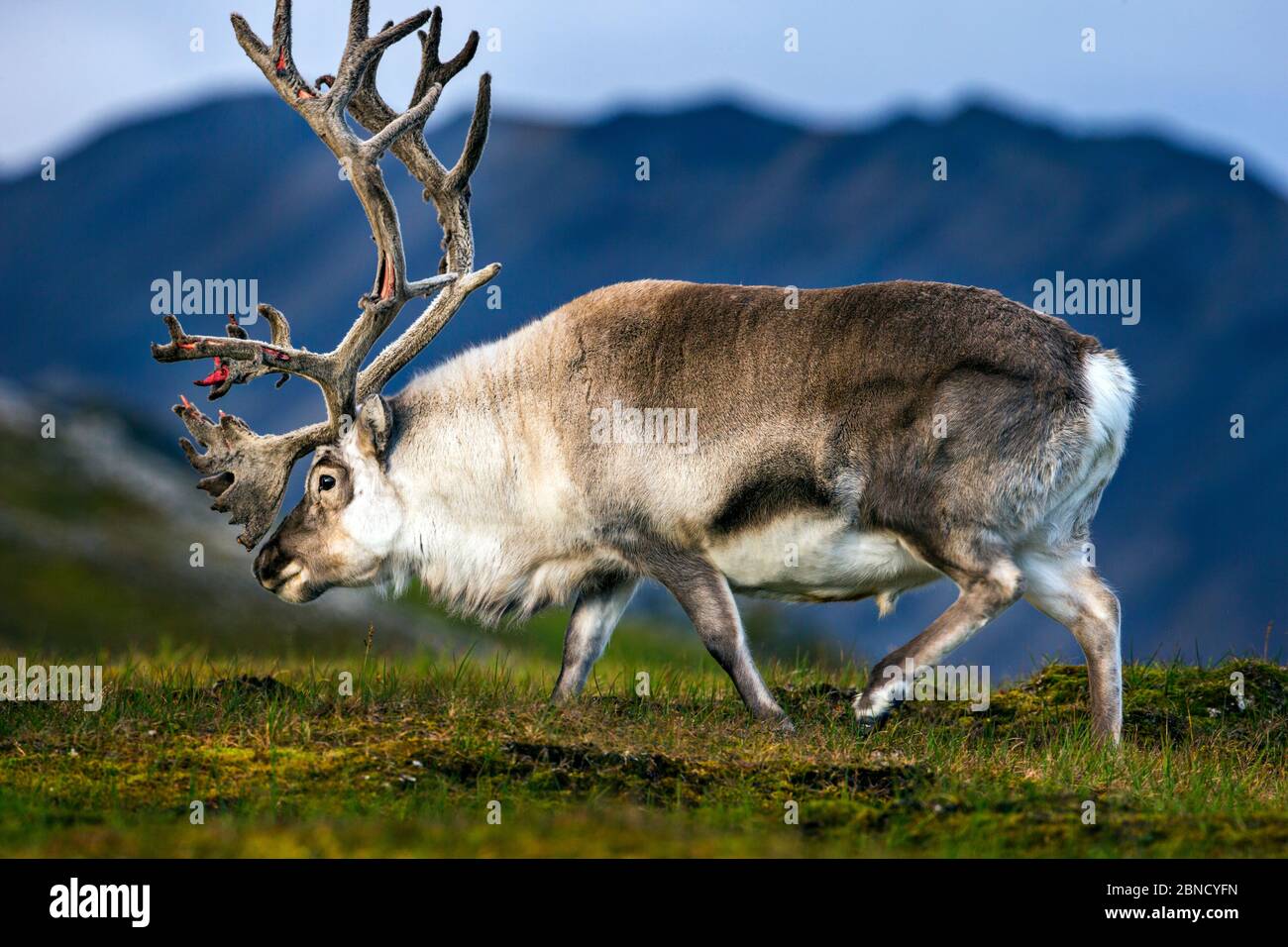 Svalbard reindeer (Rangifer tarandus platyrhynchus) in velvet, Svalbard ...