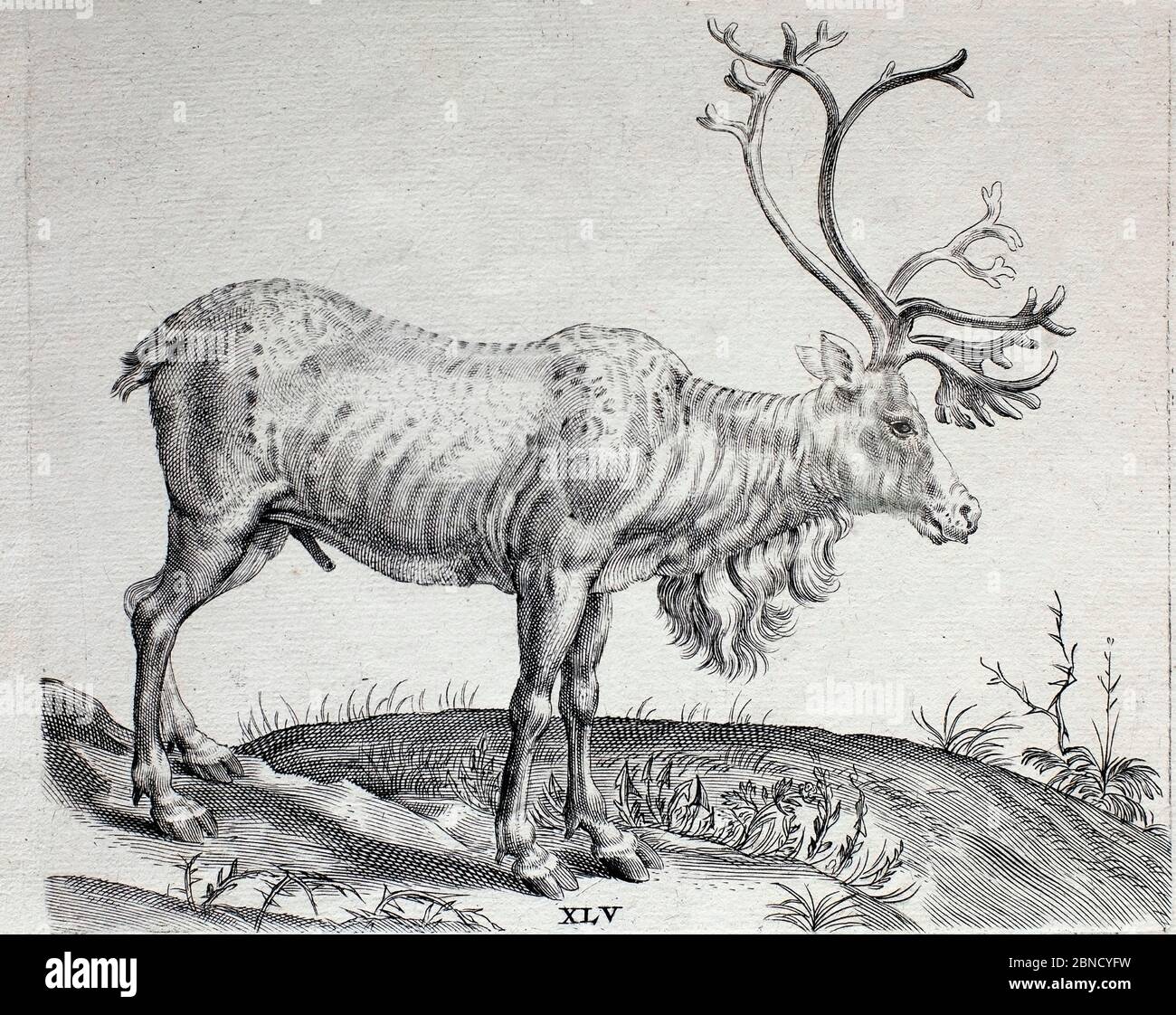Historical illustration of Reindeer from the 1600s Stock Photo - Alamy