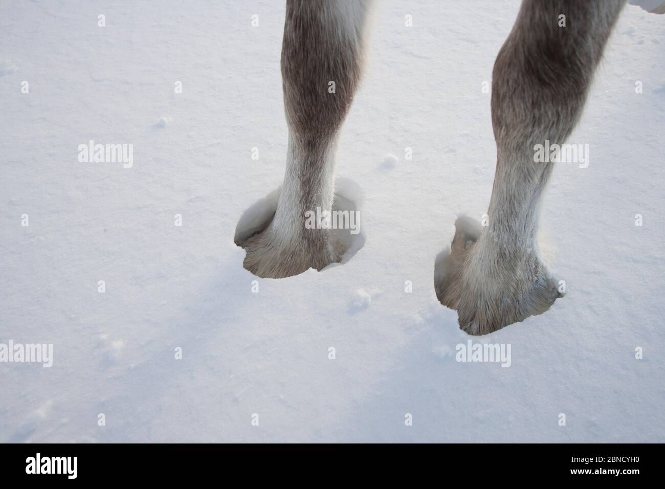 Reindeer (Rangifer tarandus) with feet sunk into snow, Cairngorm ...
