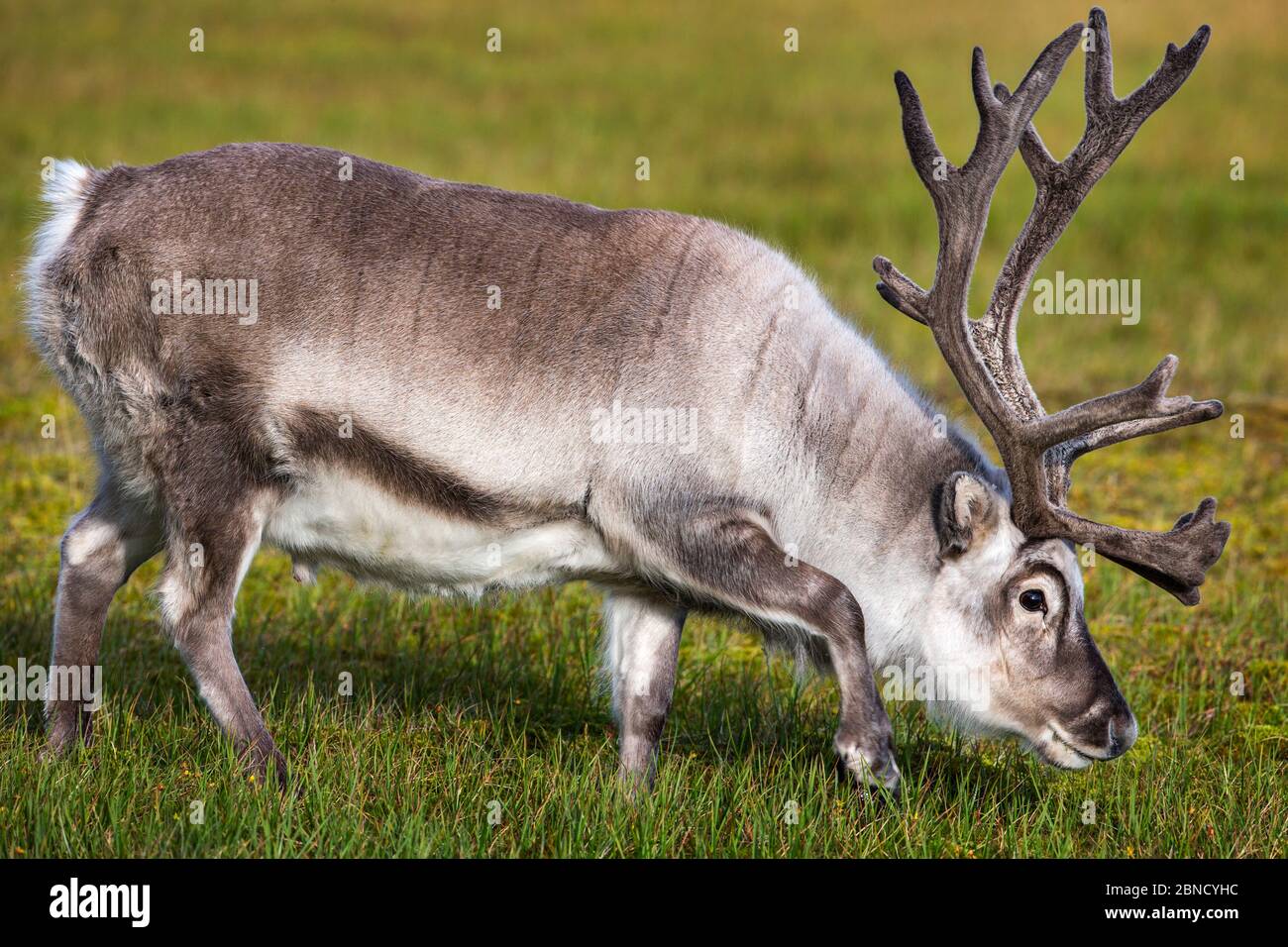 Svalbard reindeer (Rangifer tarandus platyrhynchus) in velvet, grazing ...