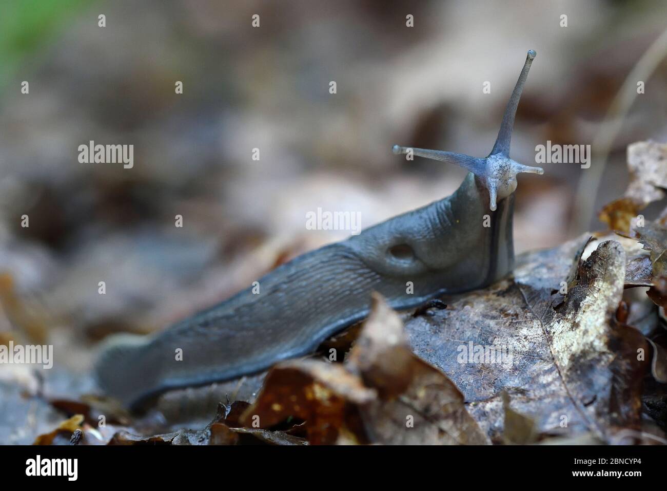 Slug limax cinereoniger hi-res stock photography and images - Alamy