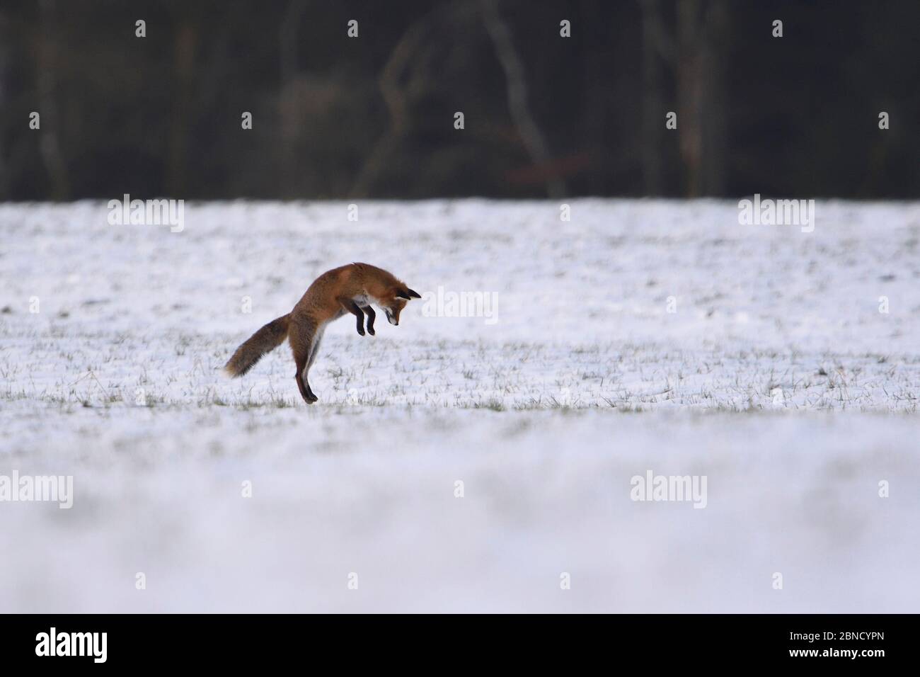 Red fox (Vulpes vulpes) pouncing / hunting in snowy field, Vosges ...