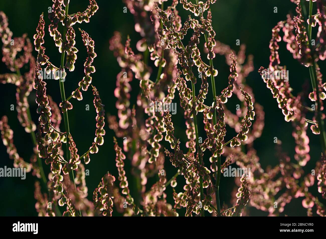 Curly dock (Rumex crispus) flowers backlit,Vosges, France, May Stock ...
