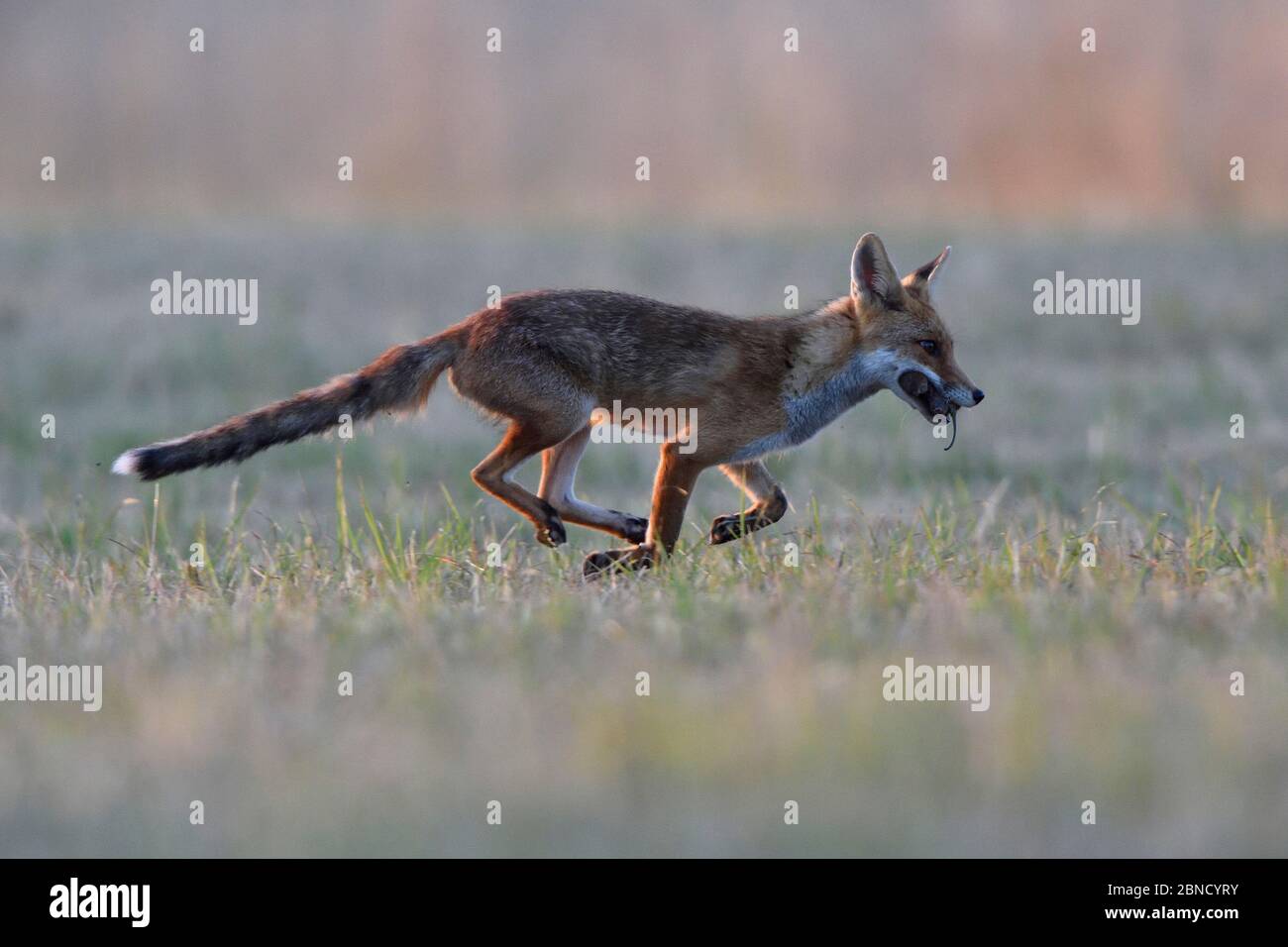 Side view red fox running hi-res stock photography and images - Alamy